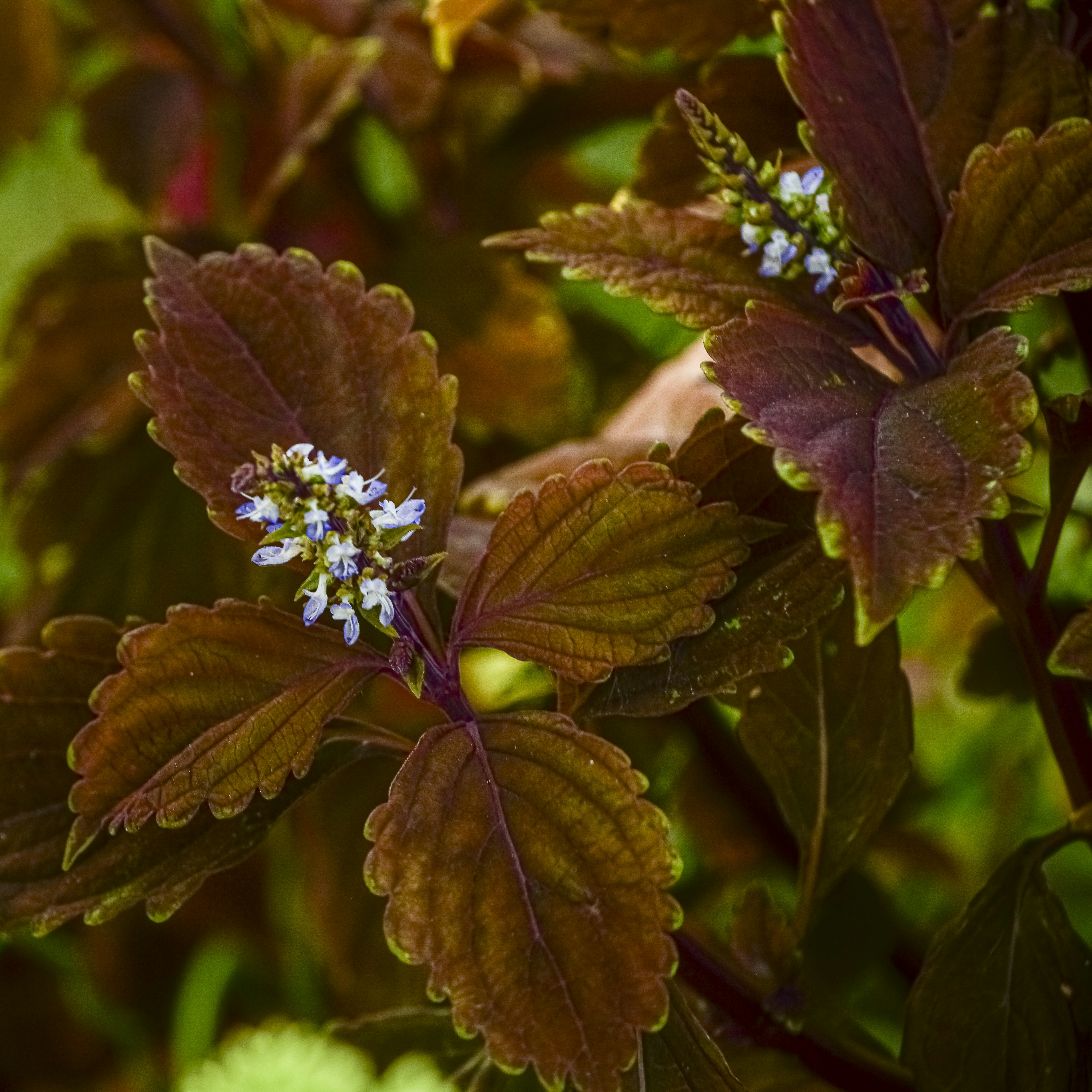 Crimson Leaves with Coastal Blue Blossoms