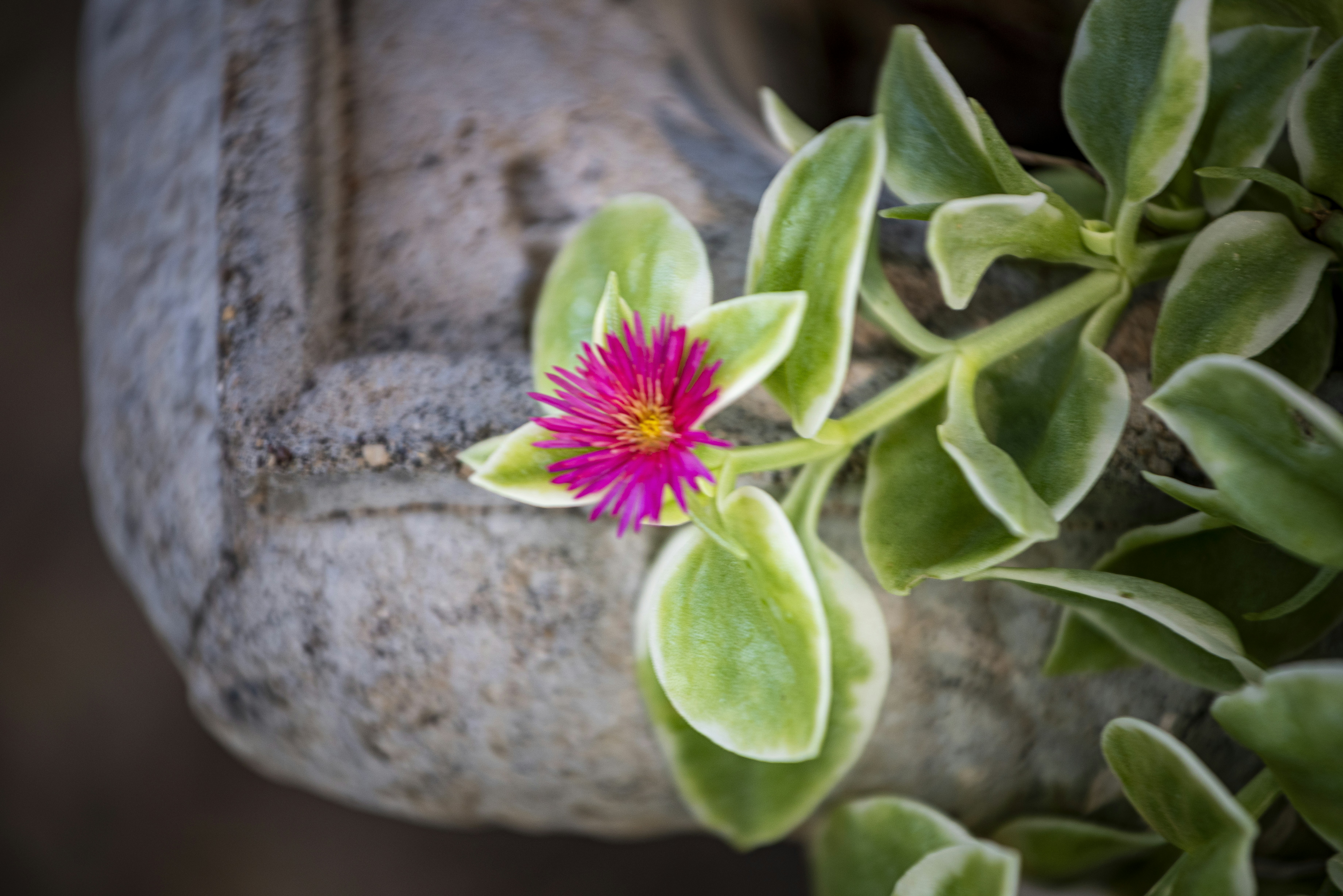 Pink bloom in a weathered planter: a resilient centerpiece