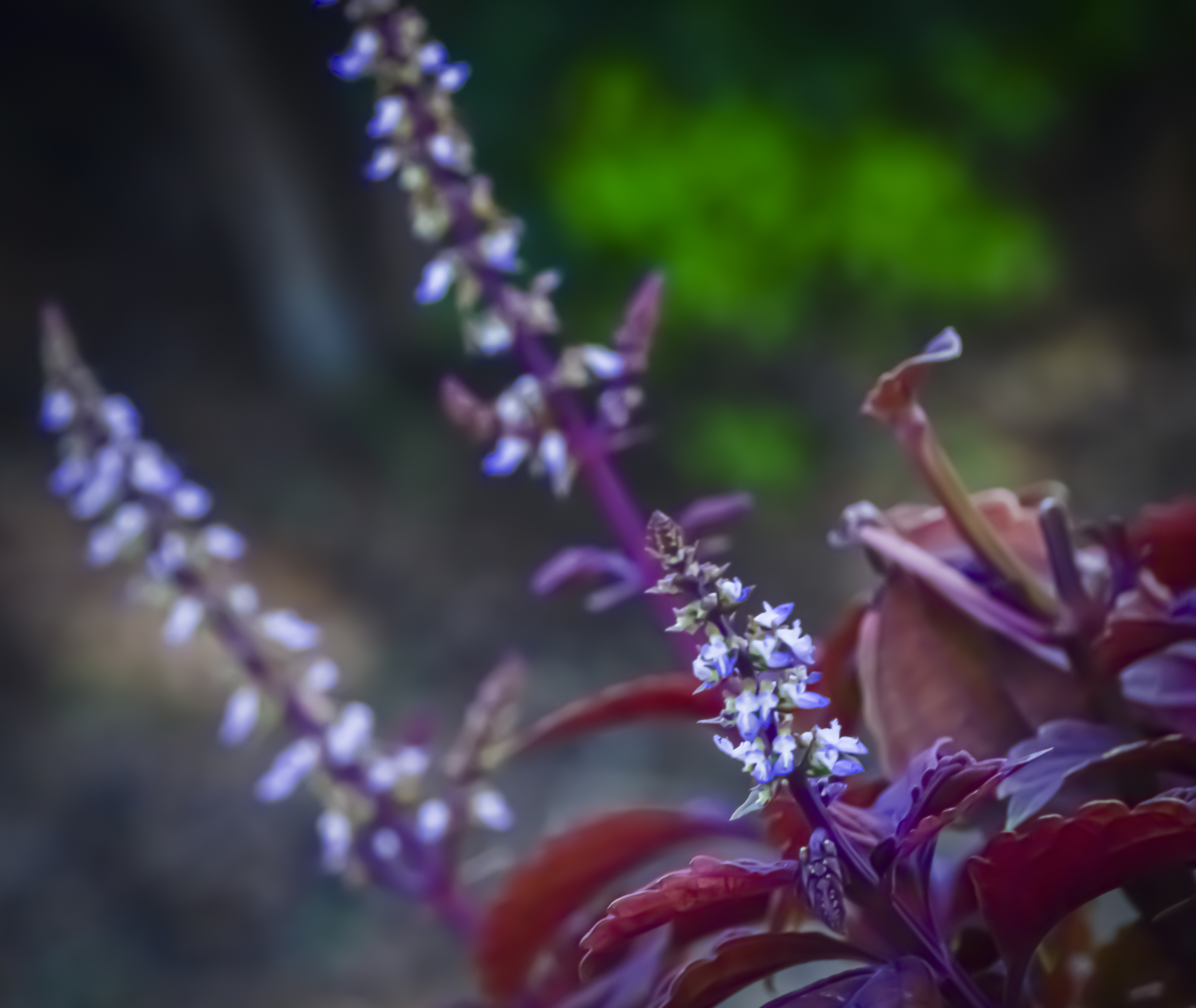 Purple flower spikes Vanishing into a Velvet Blur