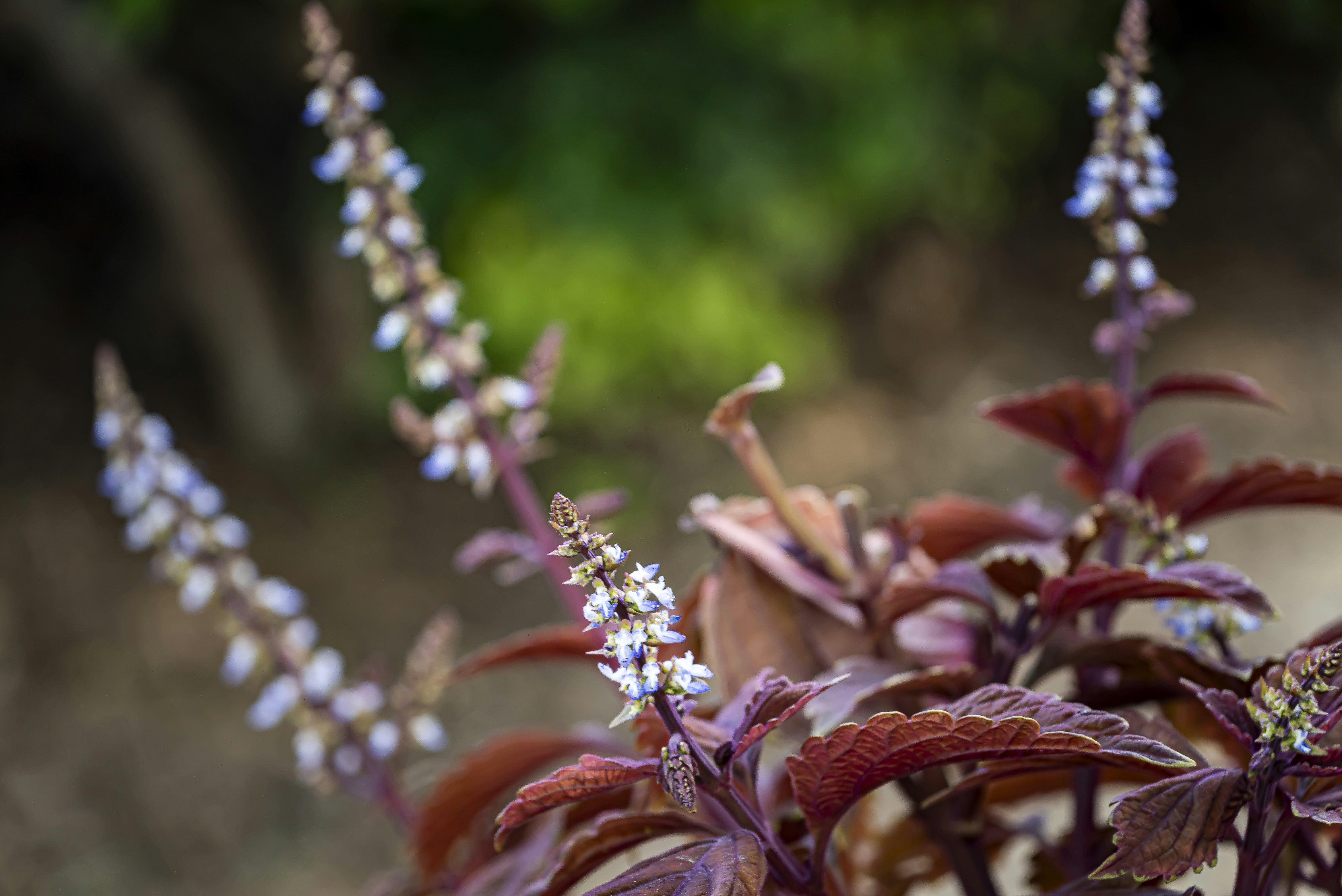 Purple-leaved Sage in Focus: Close-up of Blooms Against a Blurred Green Backdrop