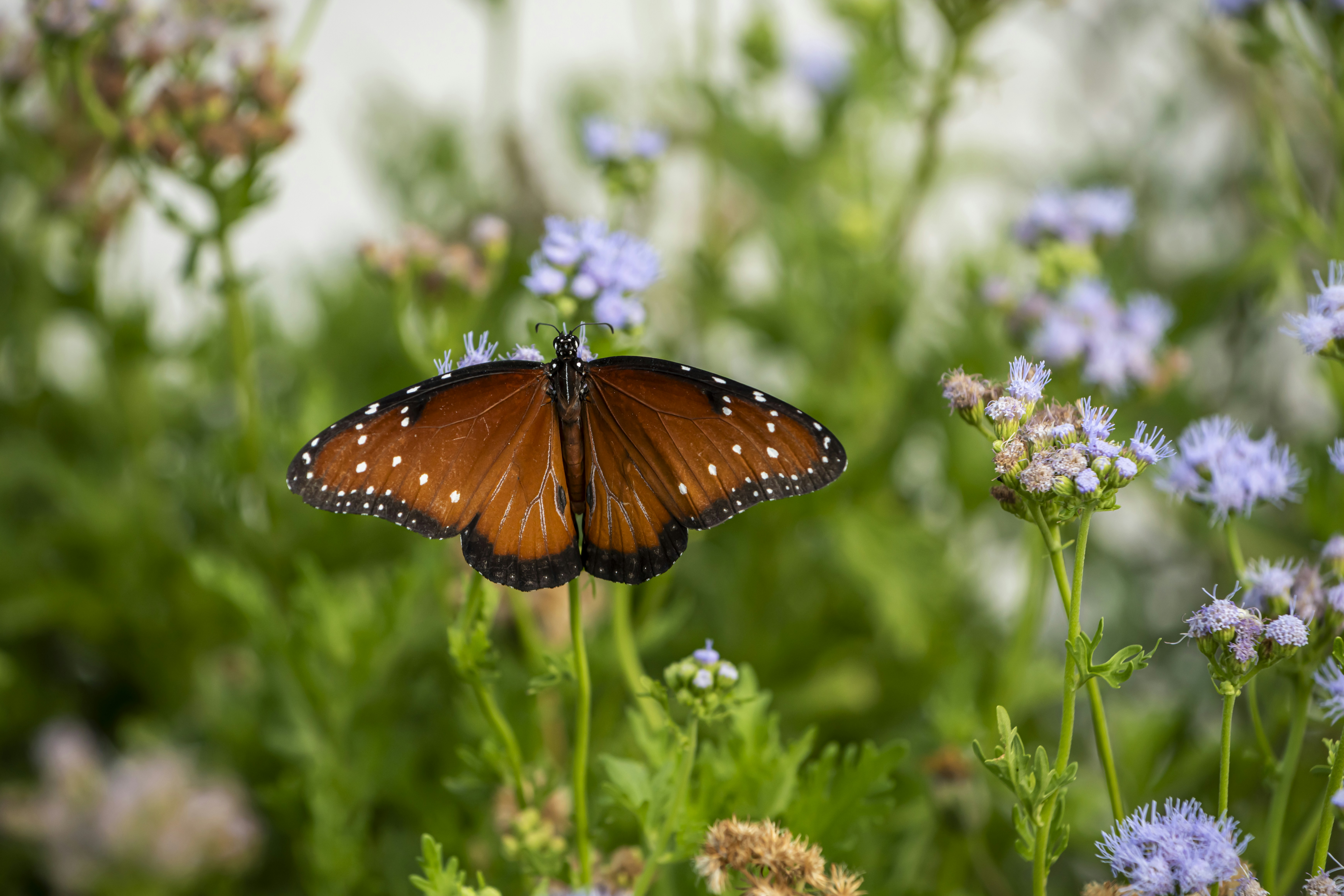 Crimson Wings on a Meadow Stage