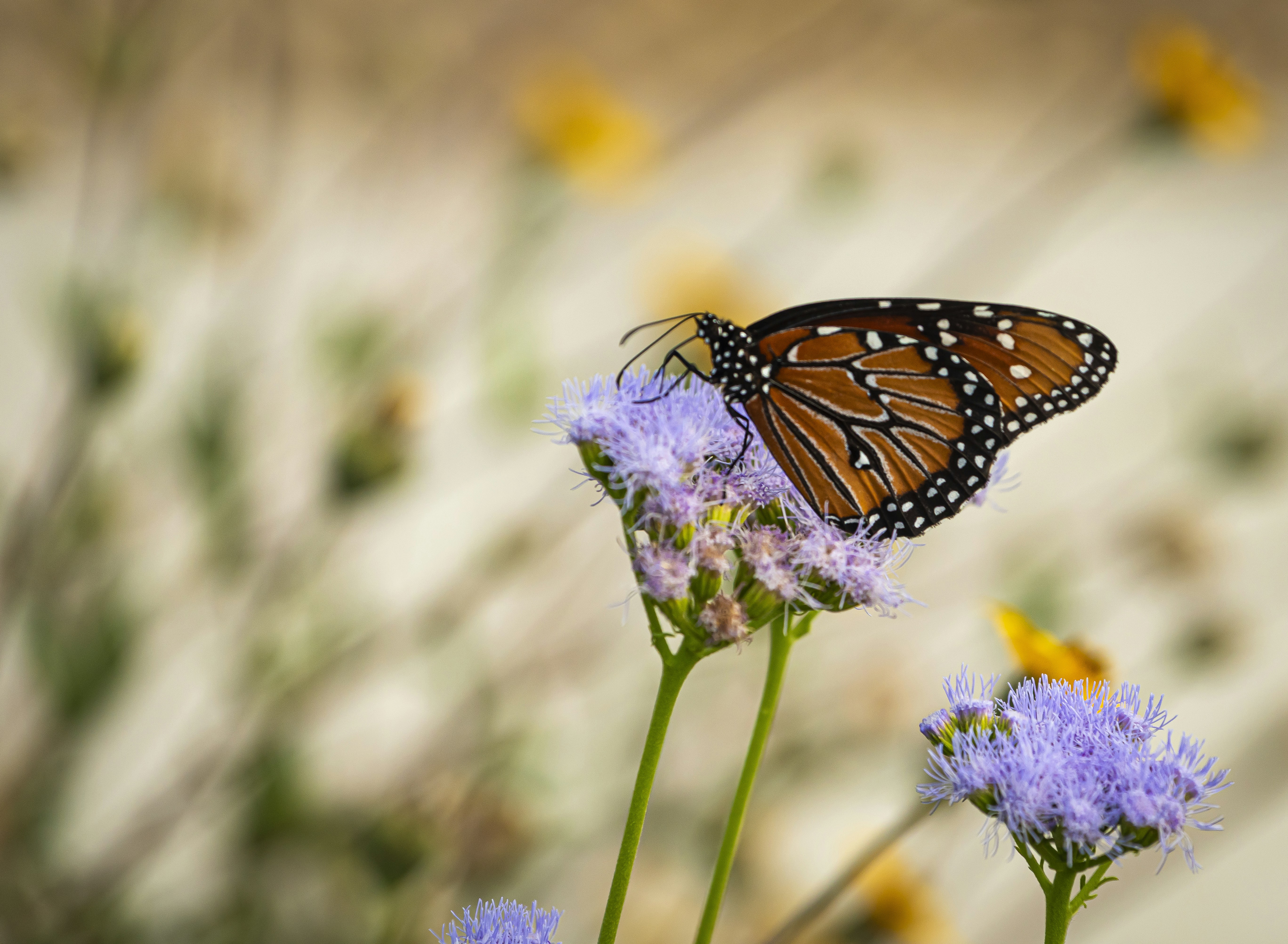 Monarch at Rest on Lavender Silk