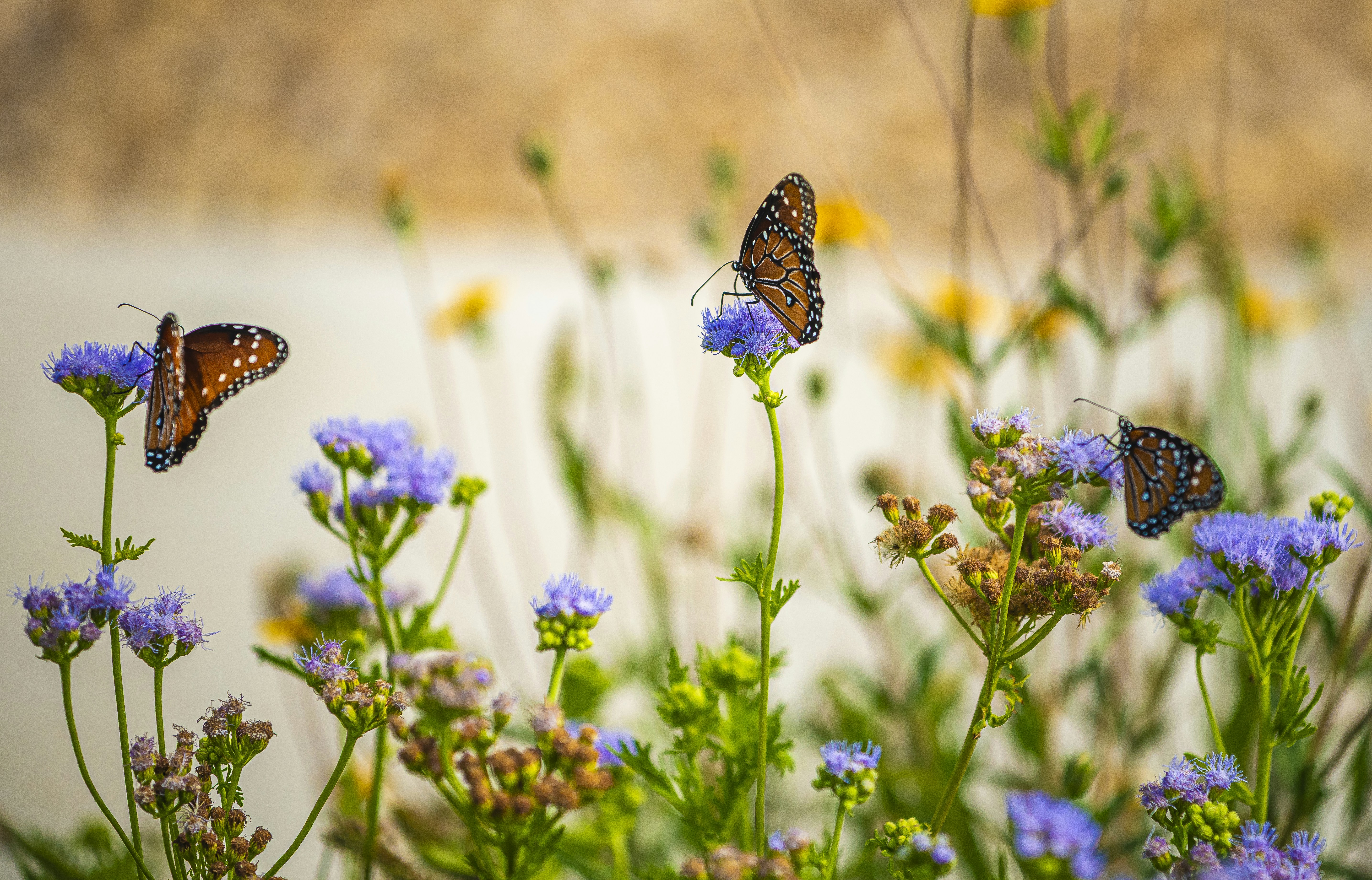 Petal-perched Monarchs: A Field of Quiet Motion