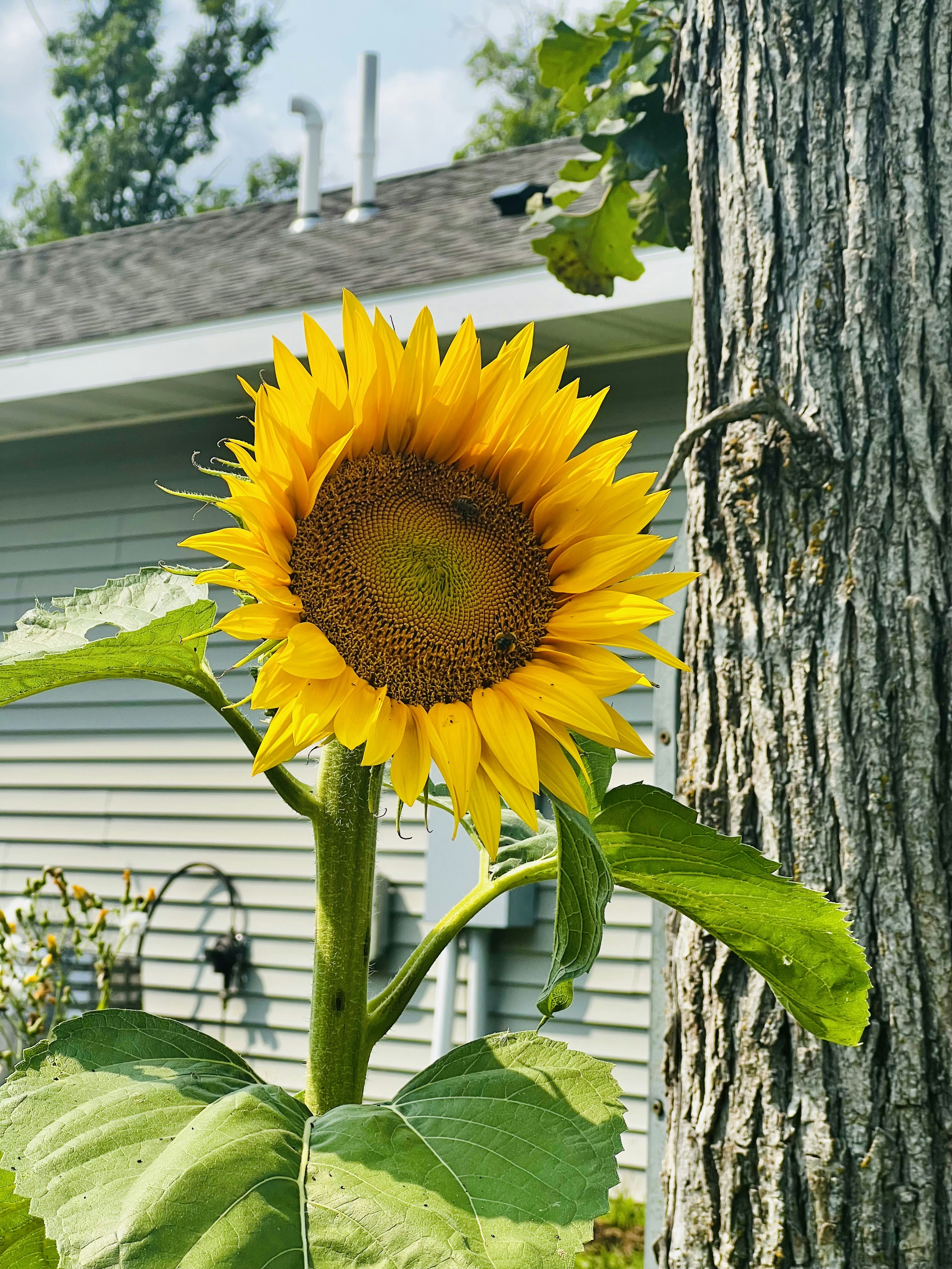 Sunflower Sentinel: A Bold Bloom Against a Quiet Suburban Backdrop