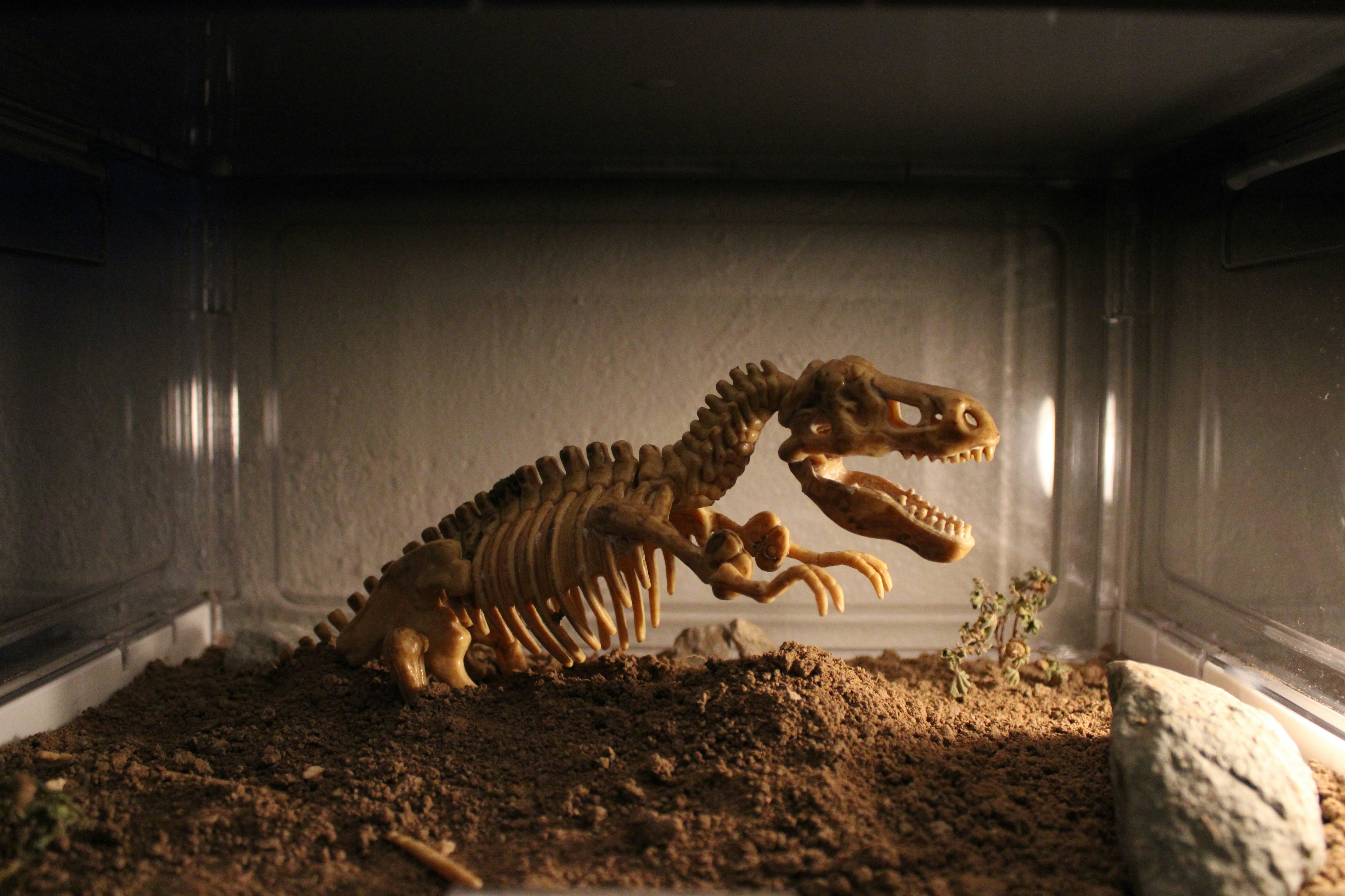 Tiny Tyrant: A Miniature Dromaeosaur Emerges from Its Terrarium
