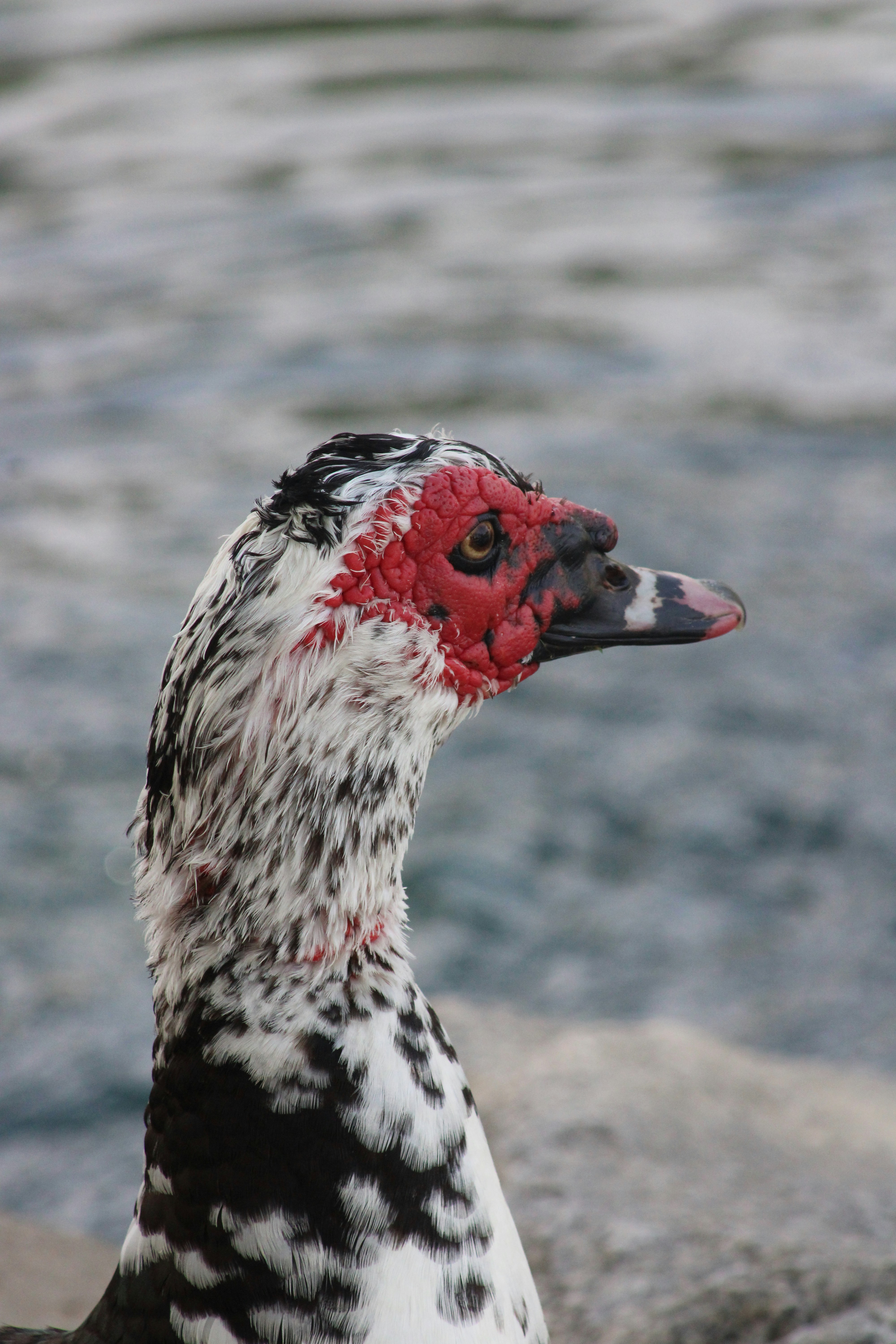 Red-faced Goose Profile Against Quiet Ripples