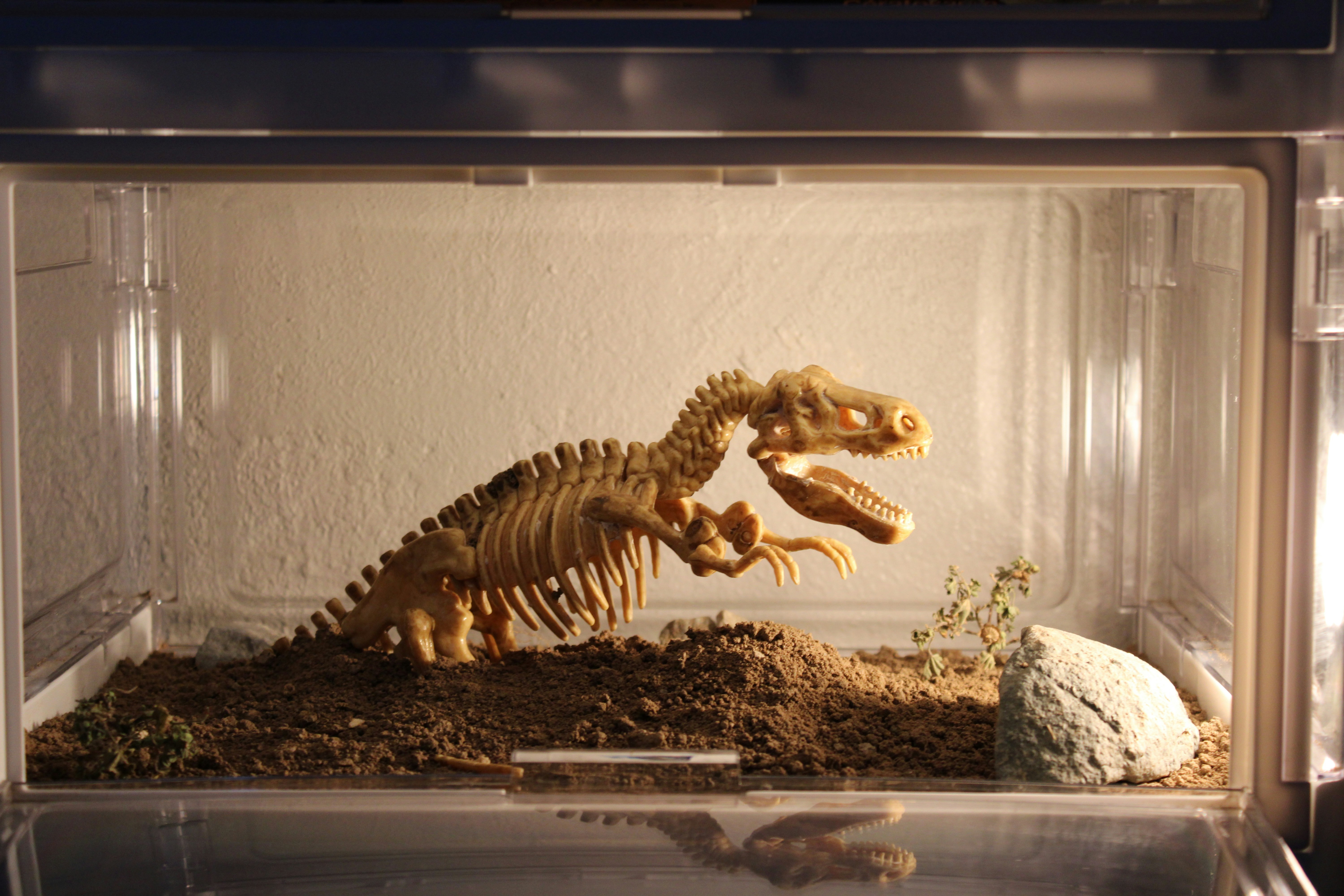 Tiny Jurassic Predator in a Glass Box