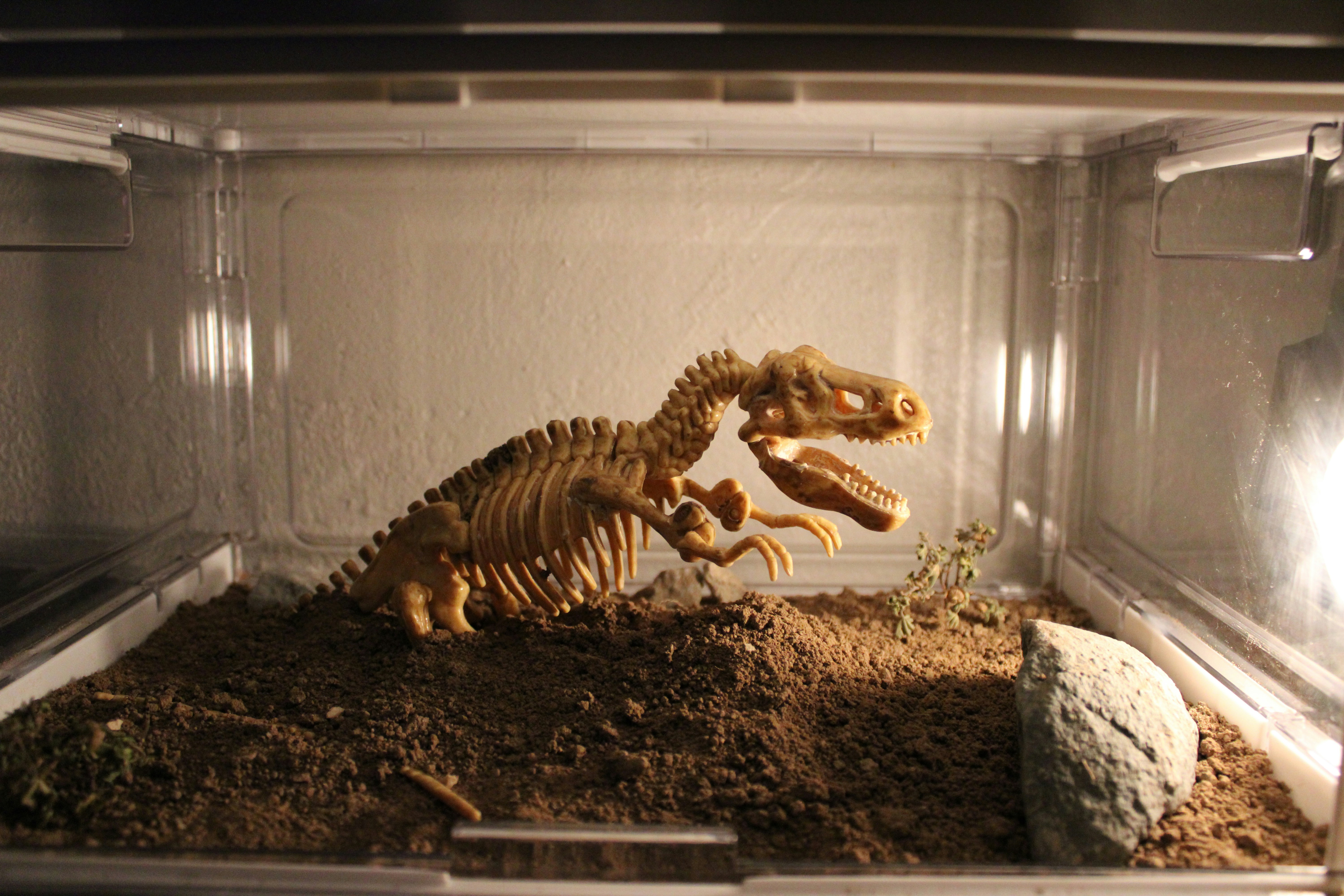 Small dinosaur skeleton inside a clear terrarium on soil, with a textured rock and warm side lighting.