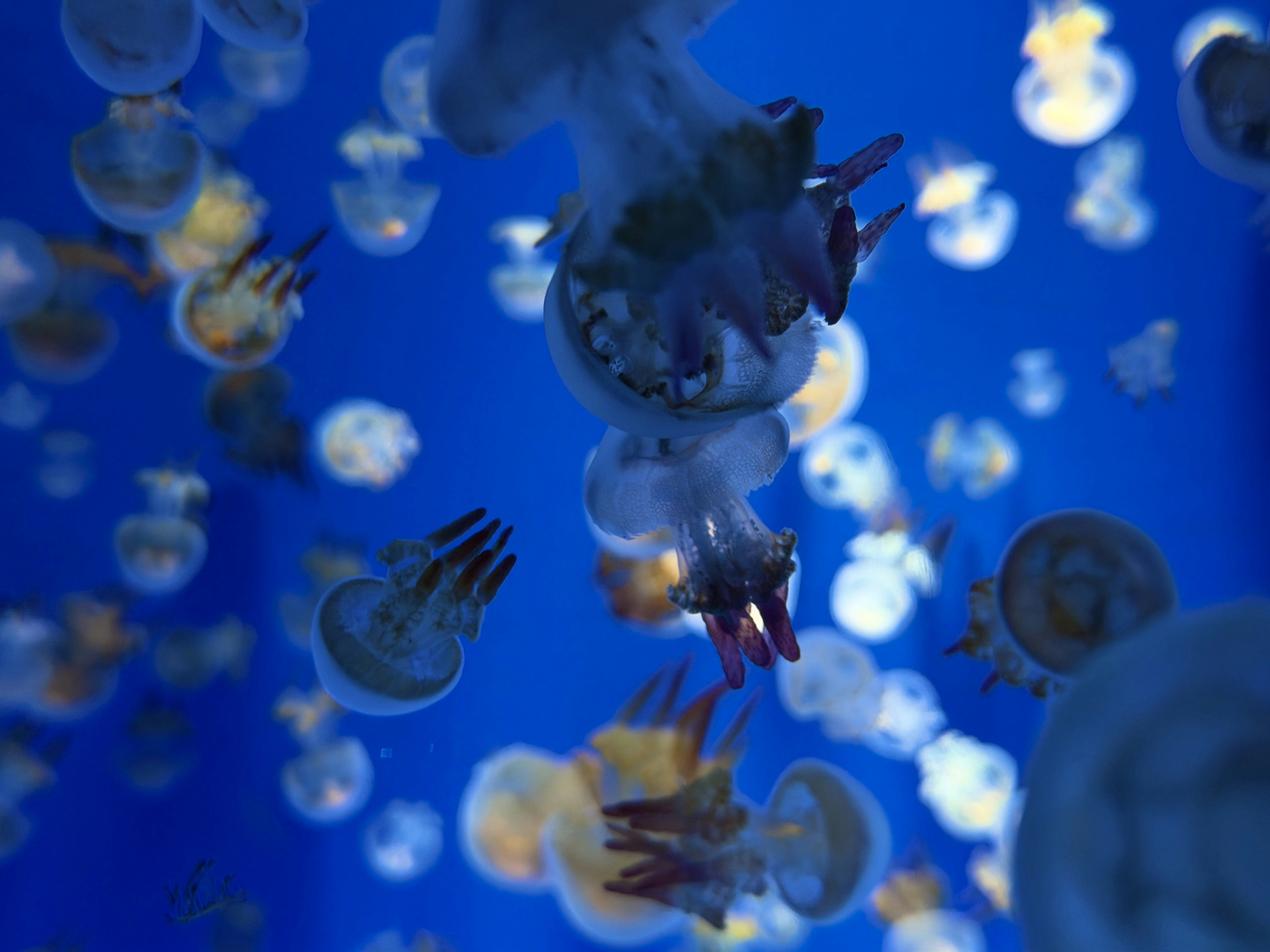 Floating City of Jellyfish in Electric Blue Quiet
