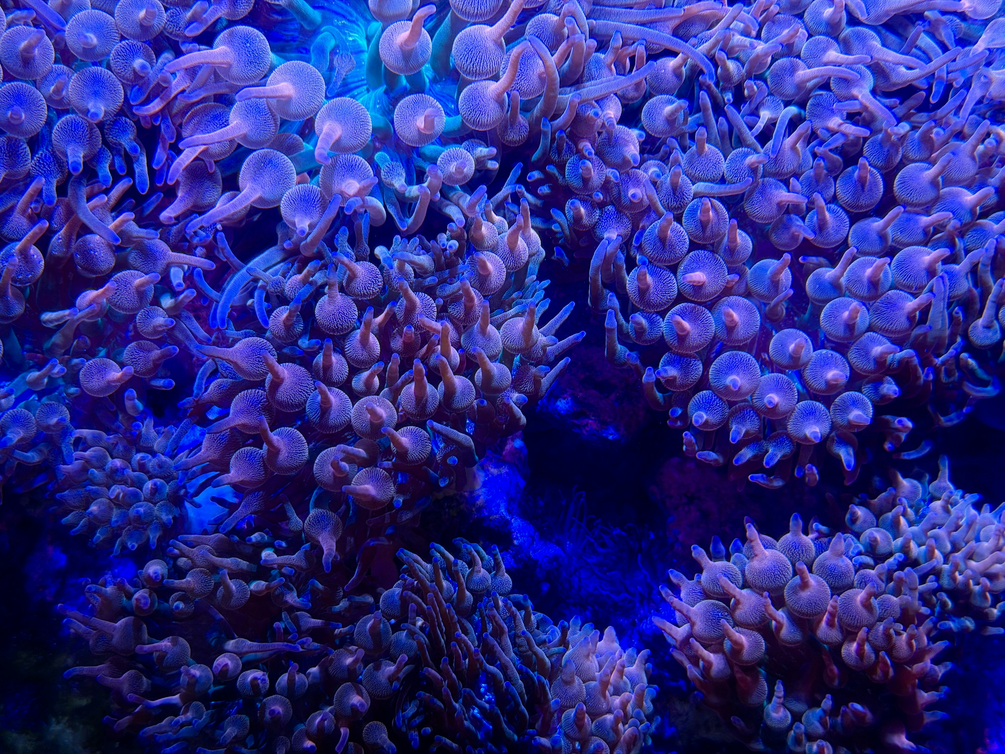 Blue Nebulae: A Coral Cathedral Under Cyan Light