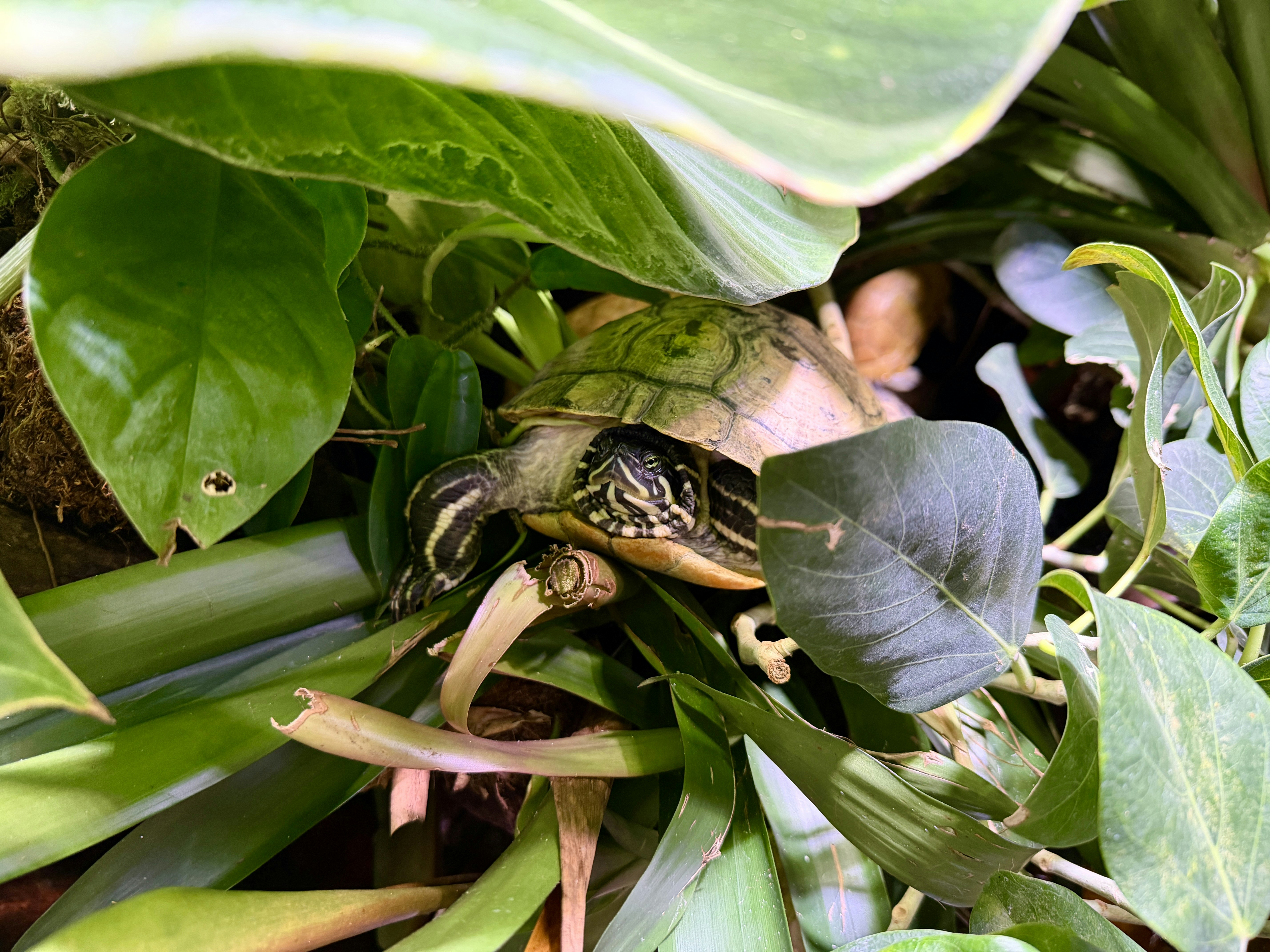 Hidden in the Green: A Turtle's Gaze Amid Tropical Foliage