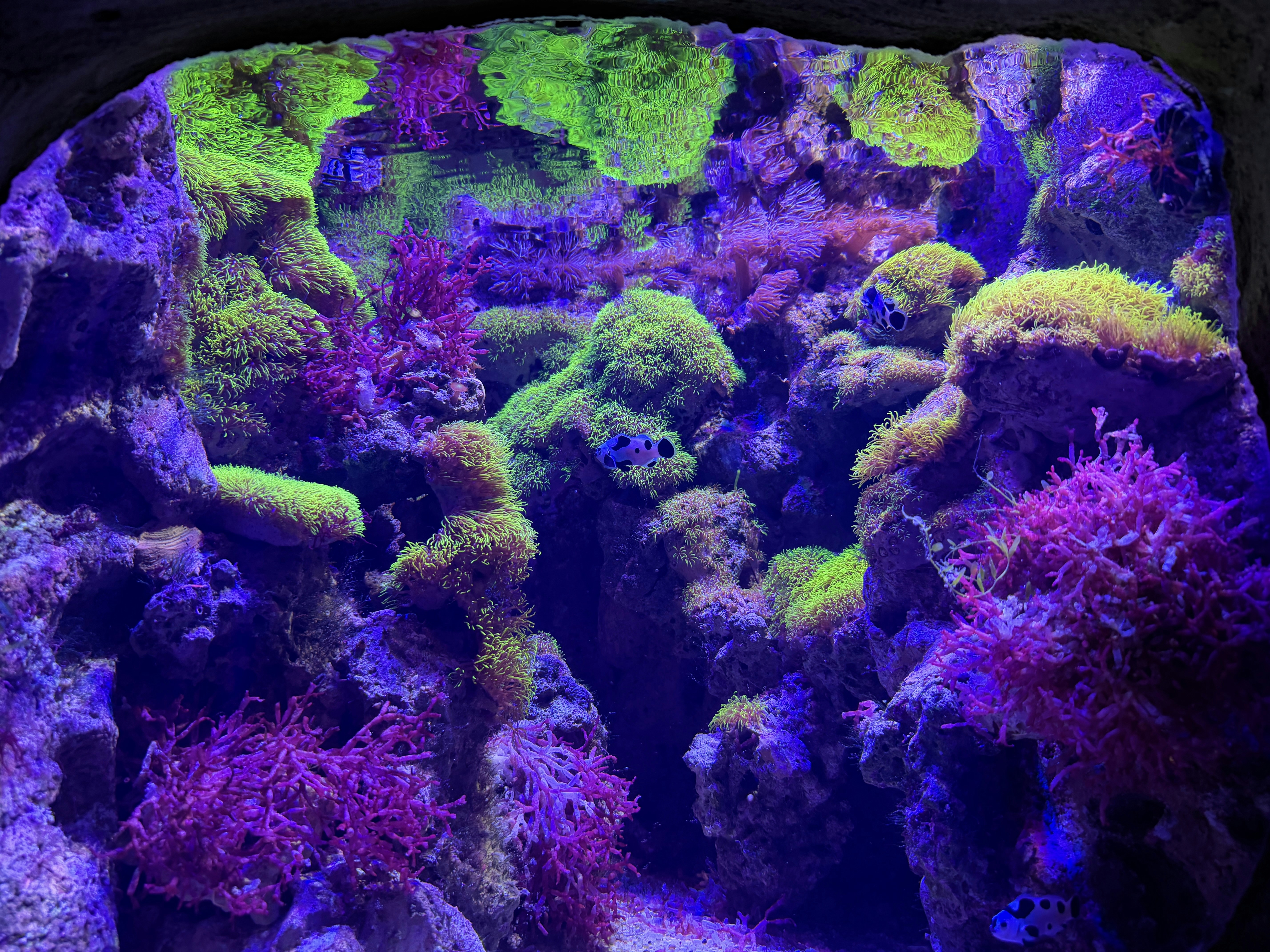 Vibrant Coral Reefs in a Quiet Underwater Landscape