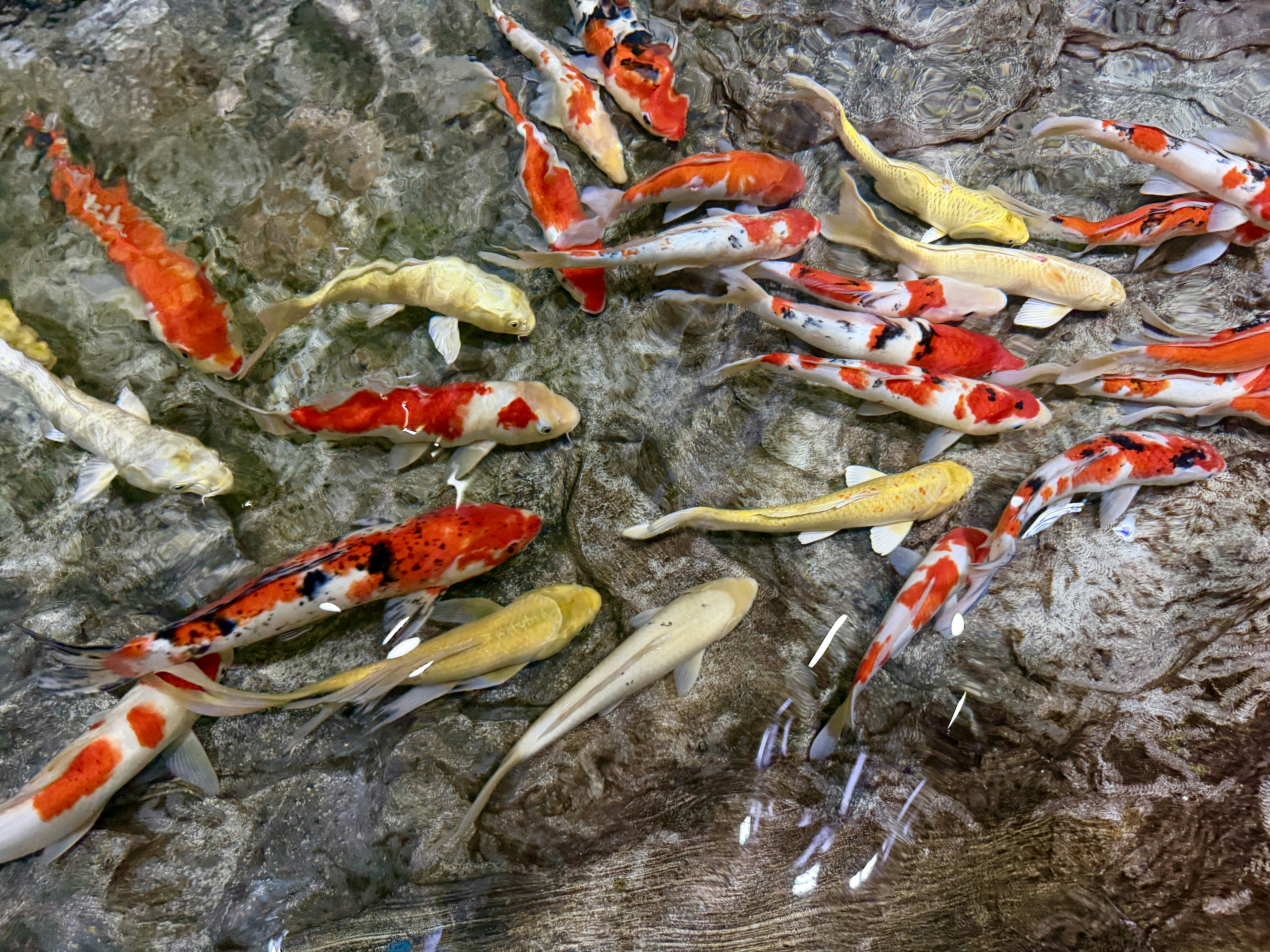 Koi Clockwork: a school of color-drenched carp on textured rock
