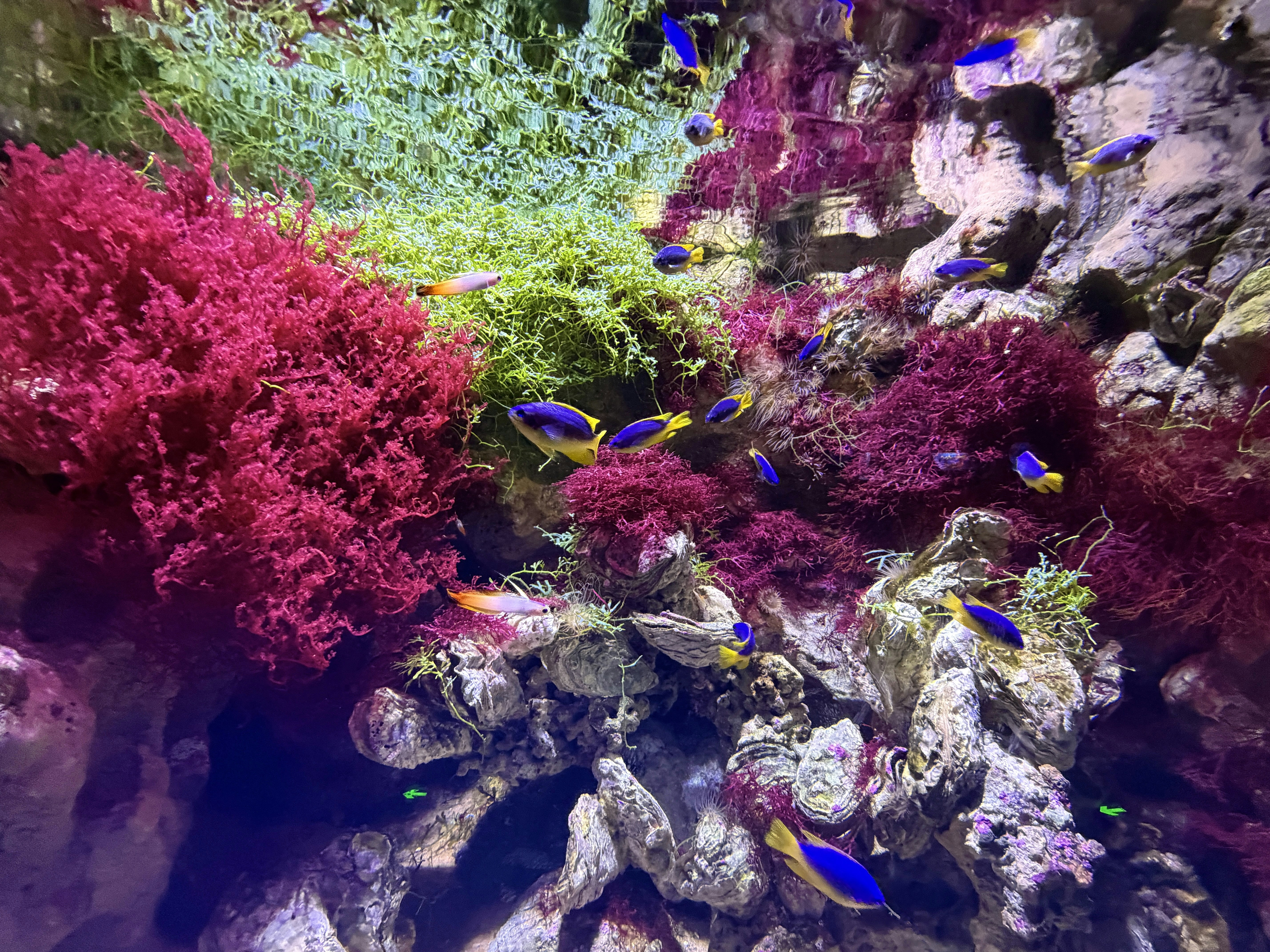 Vibrant reefscape: neon corals and schooling chromis