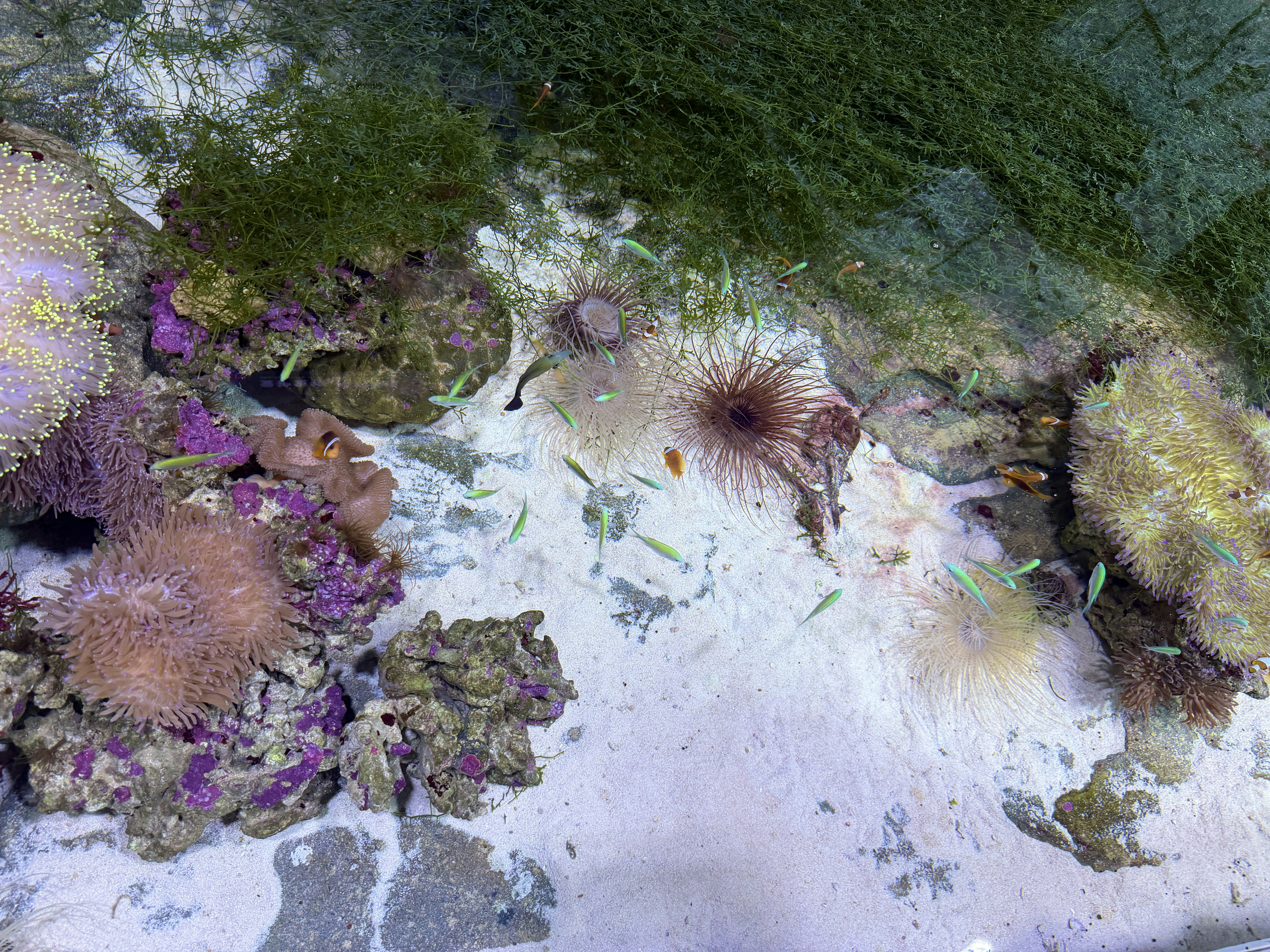 Underwater Garden: Coral Choir in Colored Tide