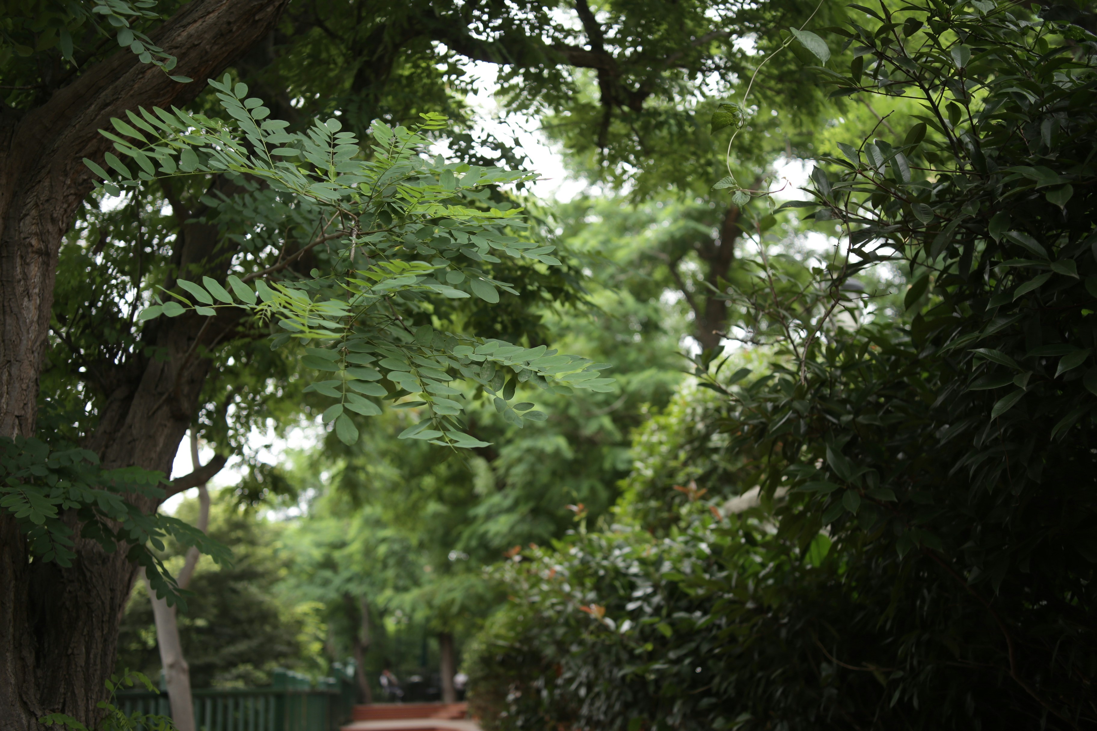 Path Through the Canopy: A Quiet Urban Alley Framed by Green Foliage