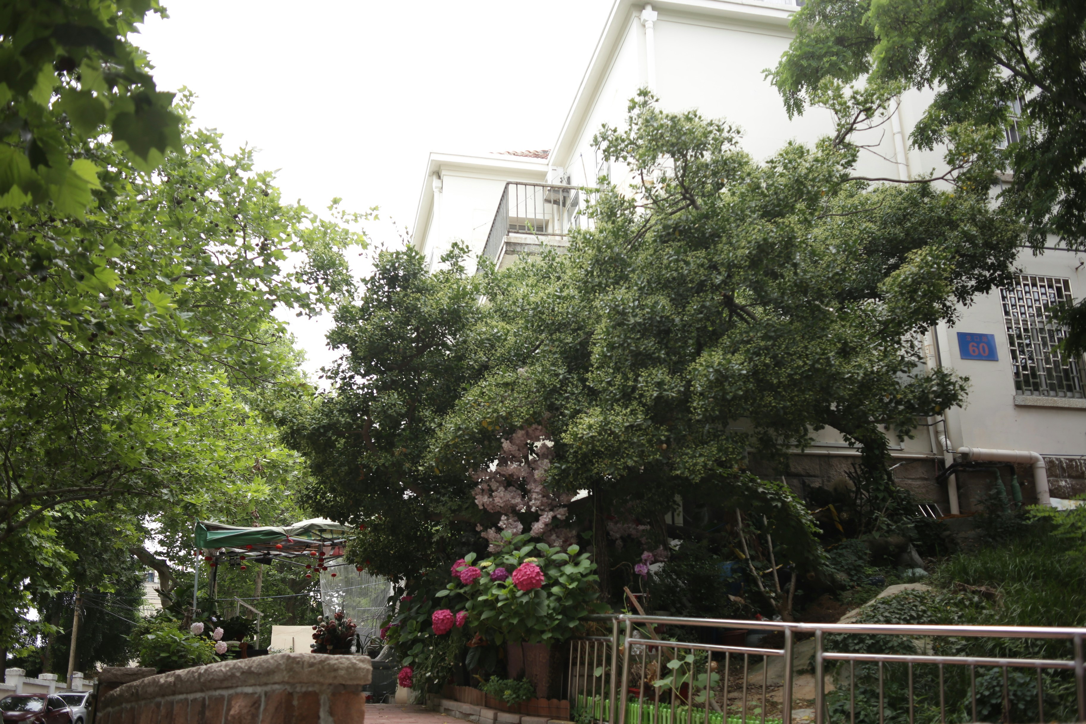 Quiet Urban Courtyard framed by Cascade of Green