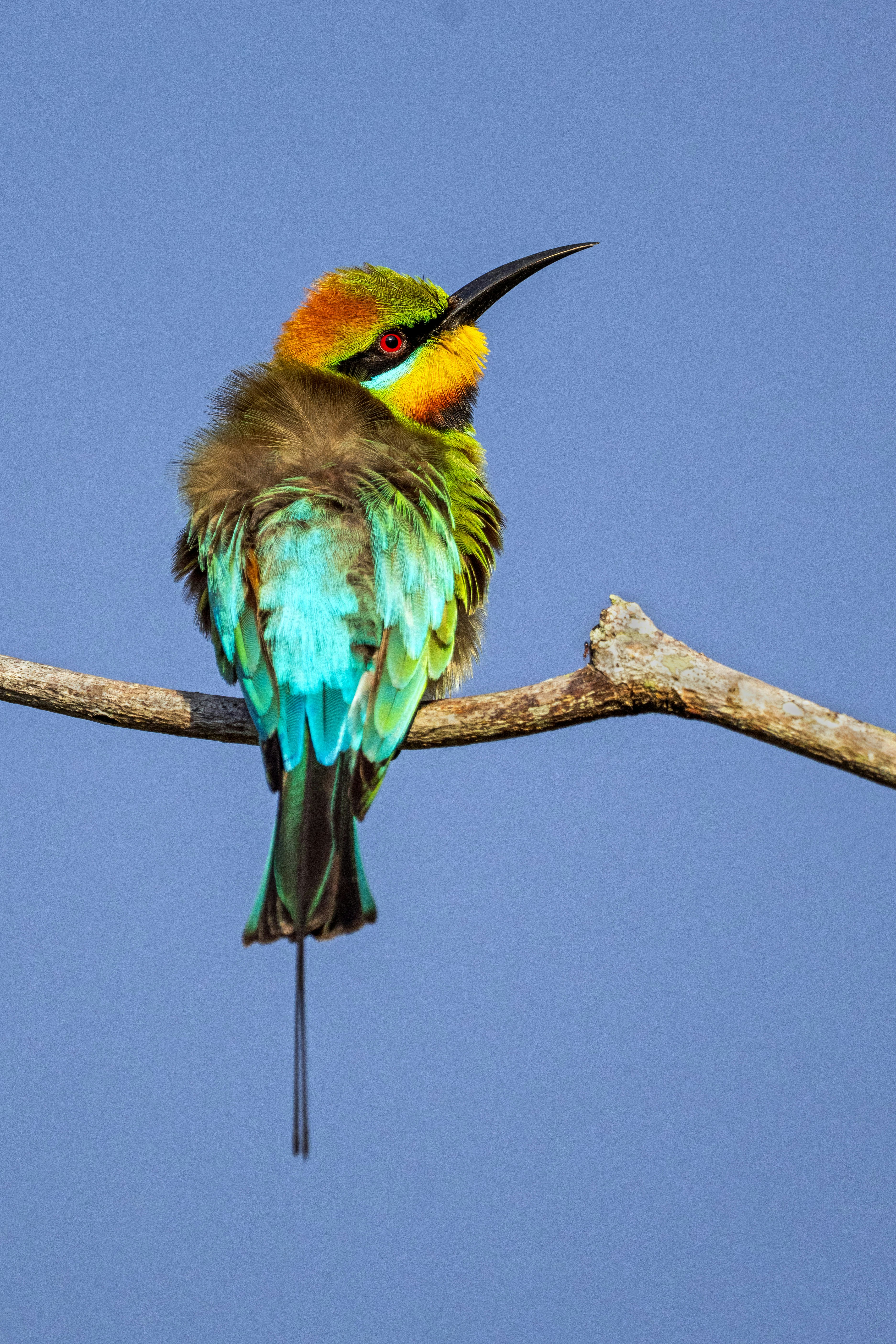 Colorful bee-eater perched on a thin branch with a blue sky backdrop, showcasing vivid plumage and a long curved beak. (Logo/photograph) .