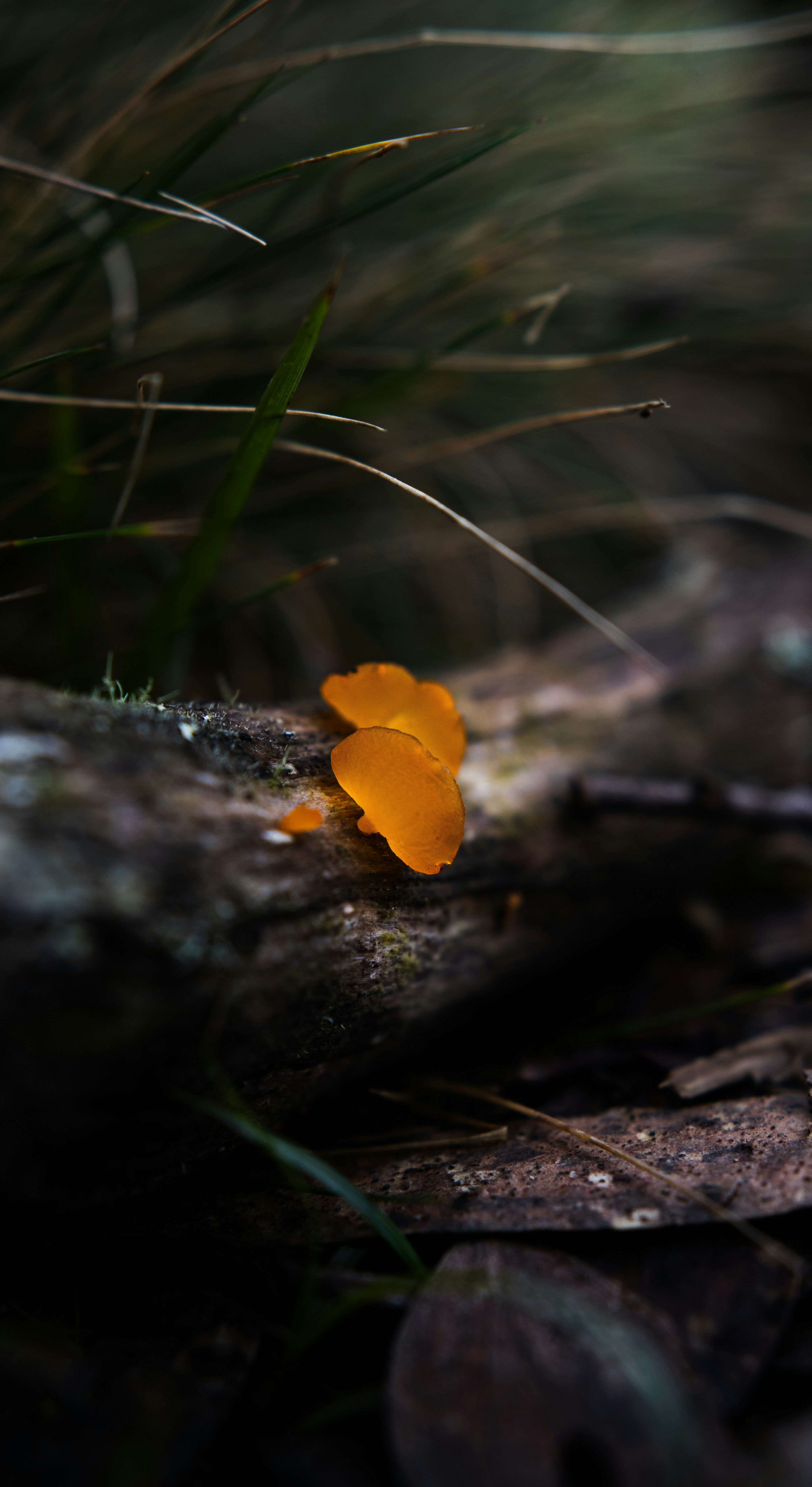 Orange Cup Fungus Nesting on Mossy Log