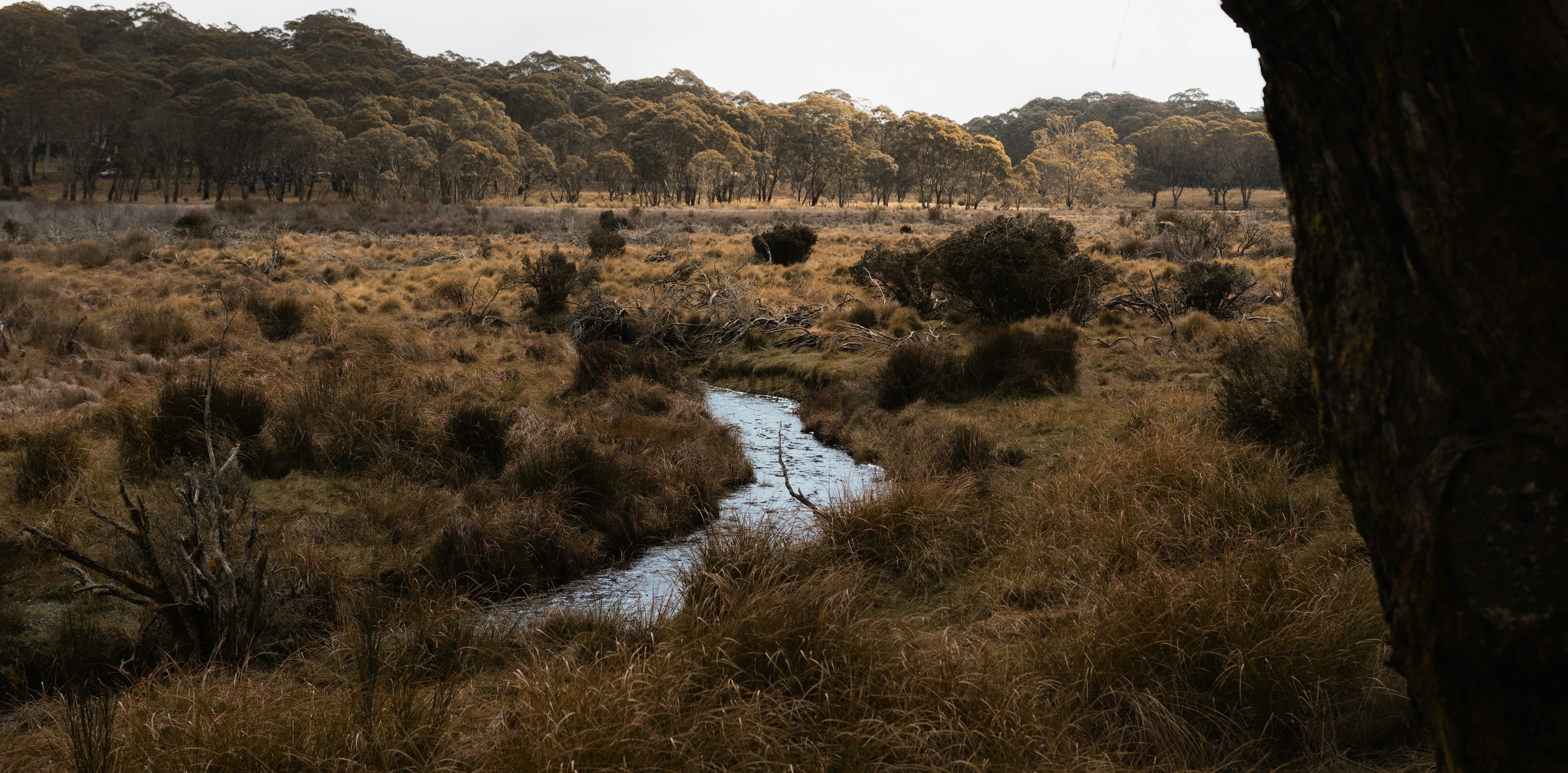 Whispering Creek through Golden Heath