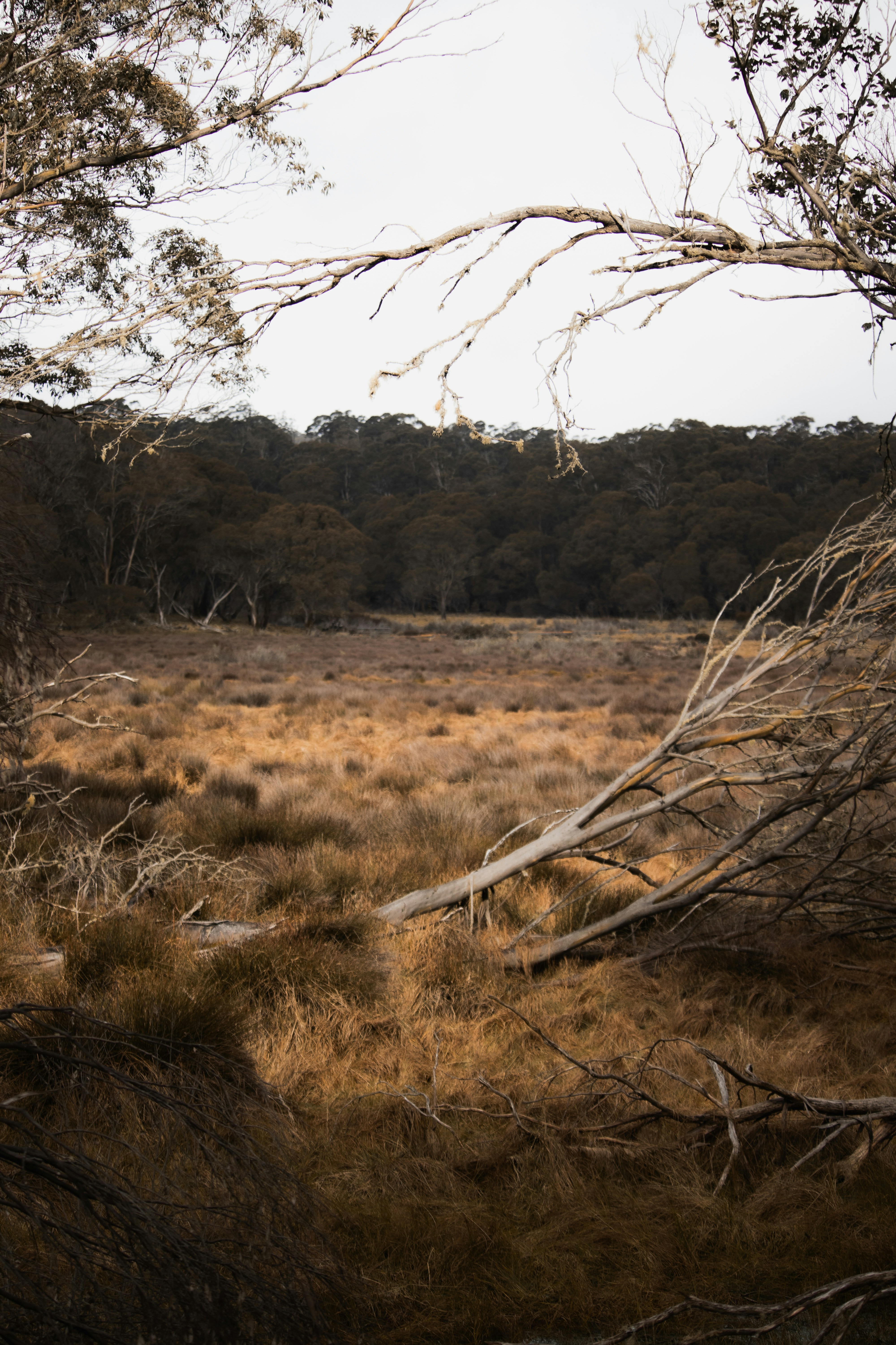 Whispering Branches Over a Sunlit Moor