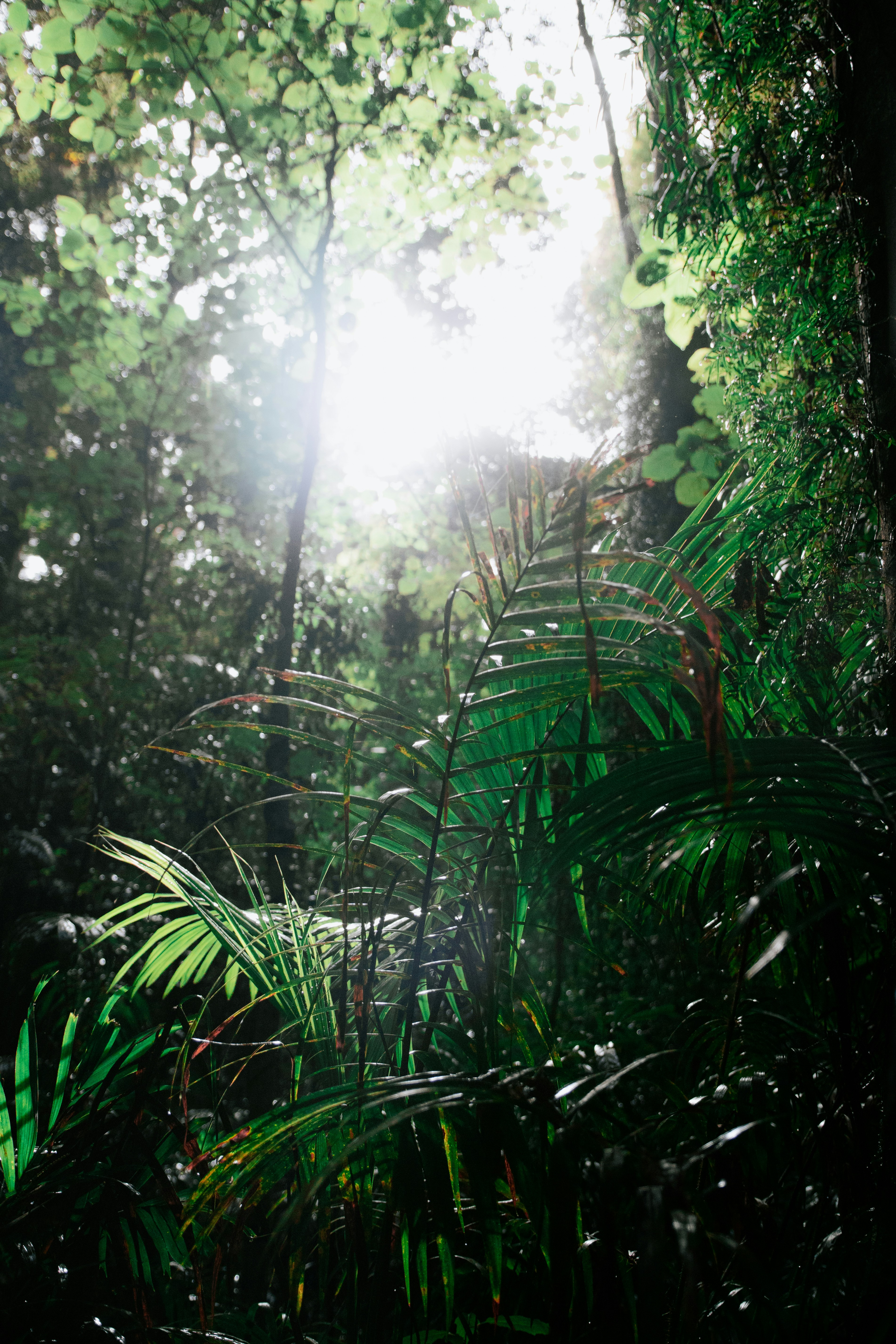 Sunlit Jungle Edge Surrounded by Fronds