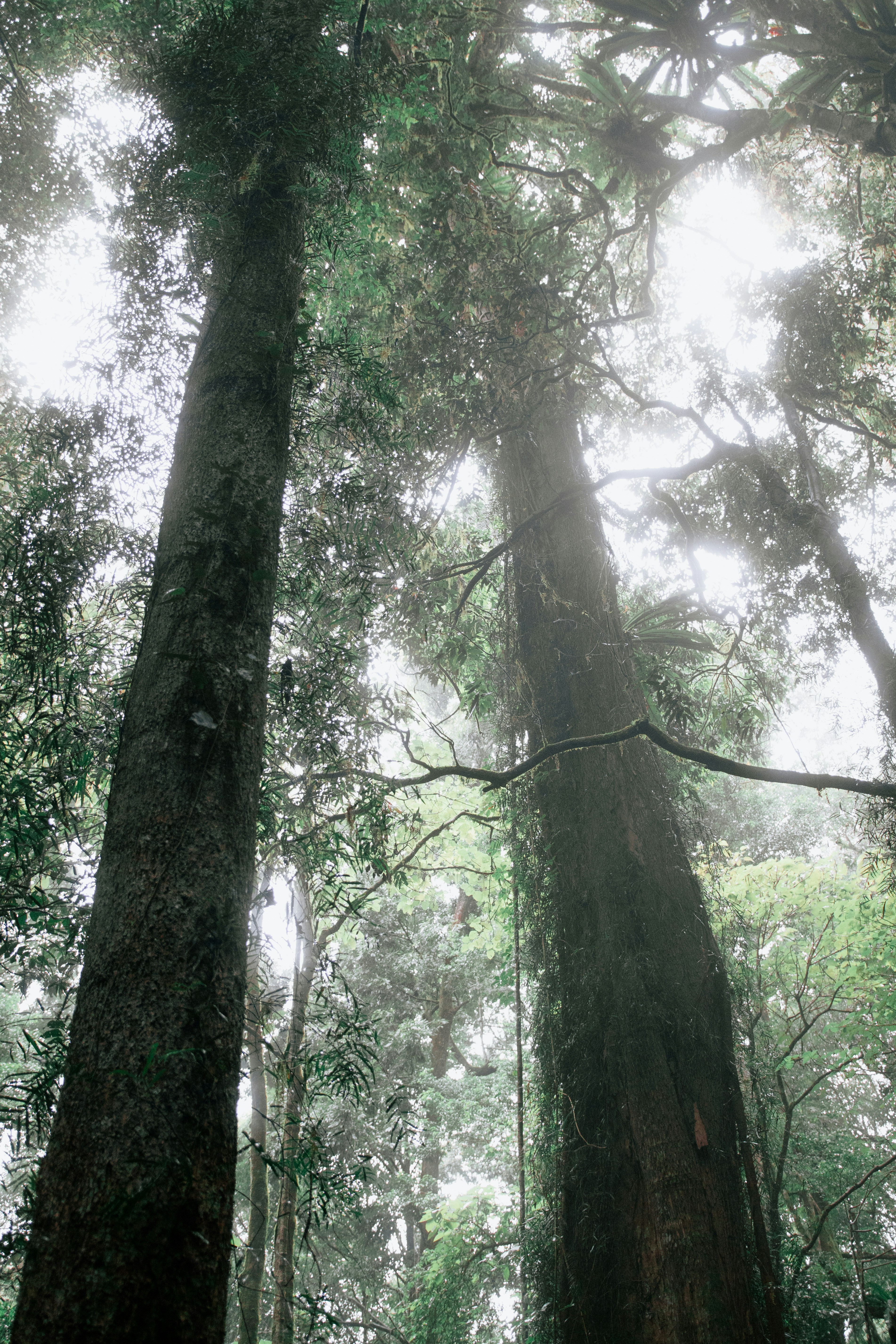 Emerald Cathedral: Sunlit Giants in Mist