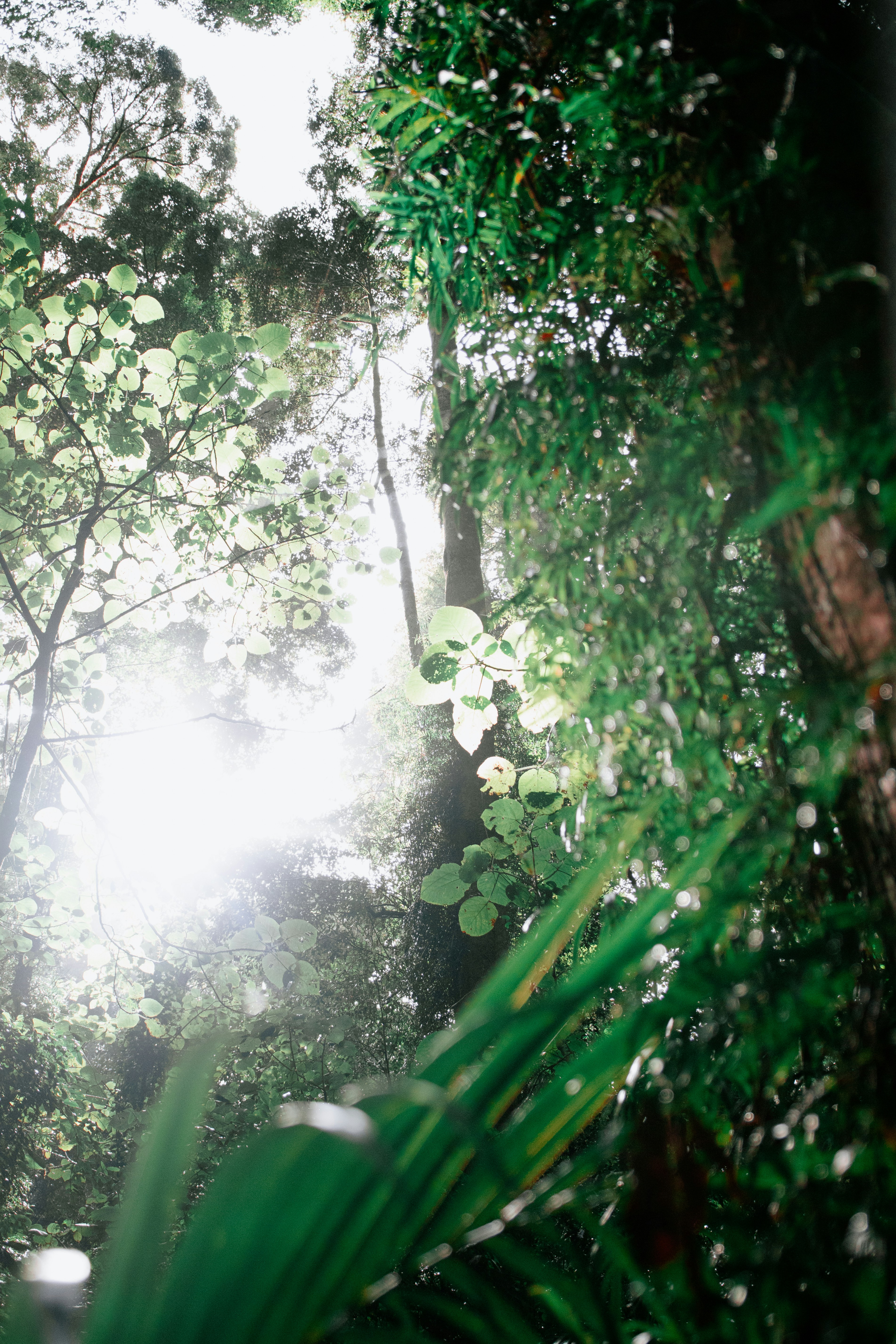 Sunlit Canopy: A Glimpse Through Verdant Veils