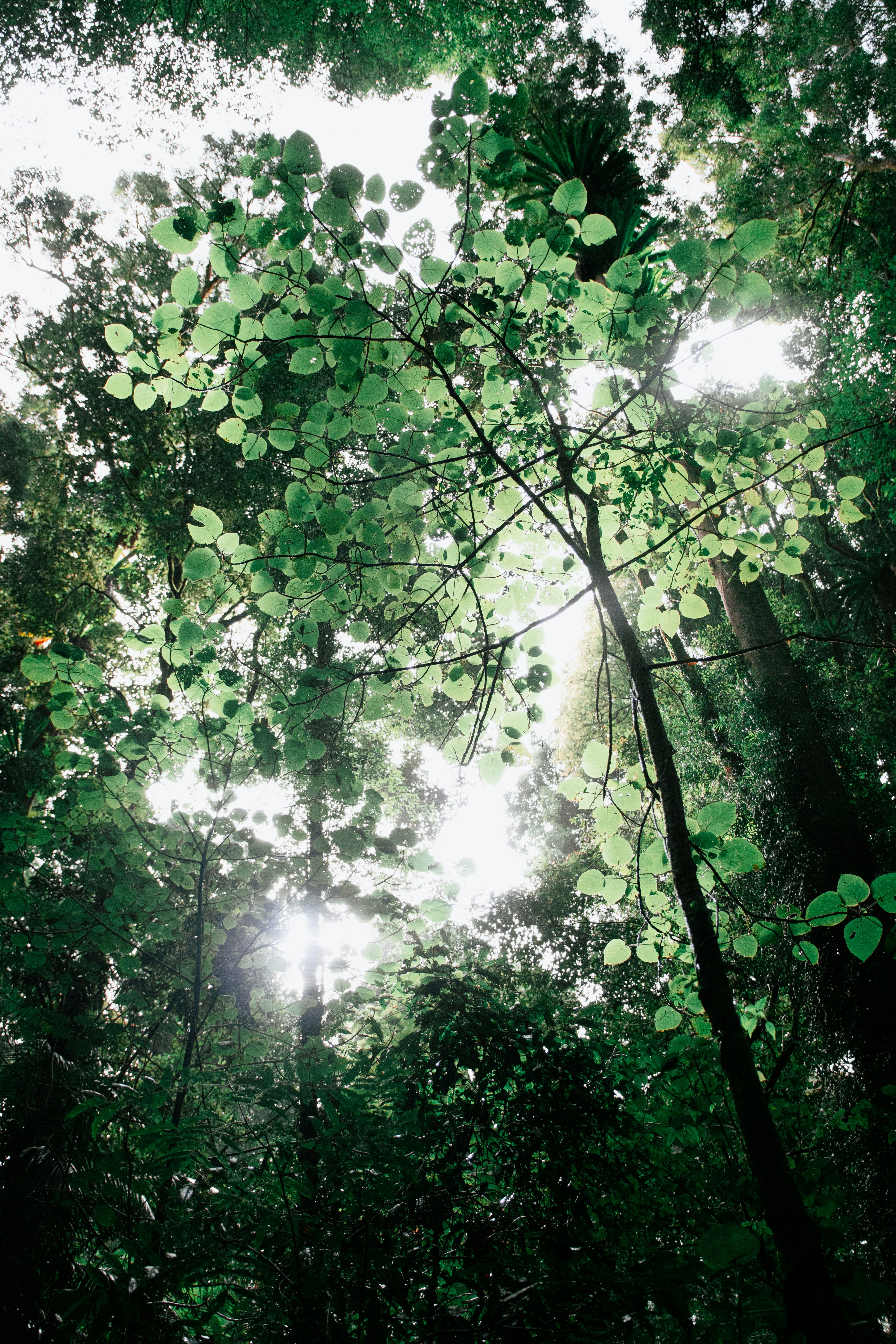 Sunlit canopy threads: a leafy ascent through the forest