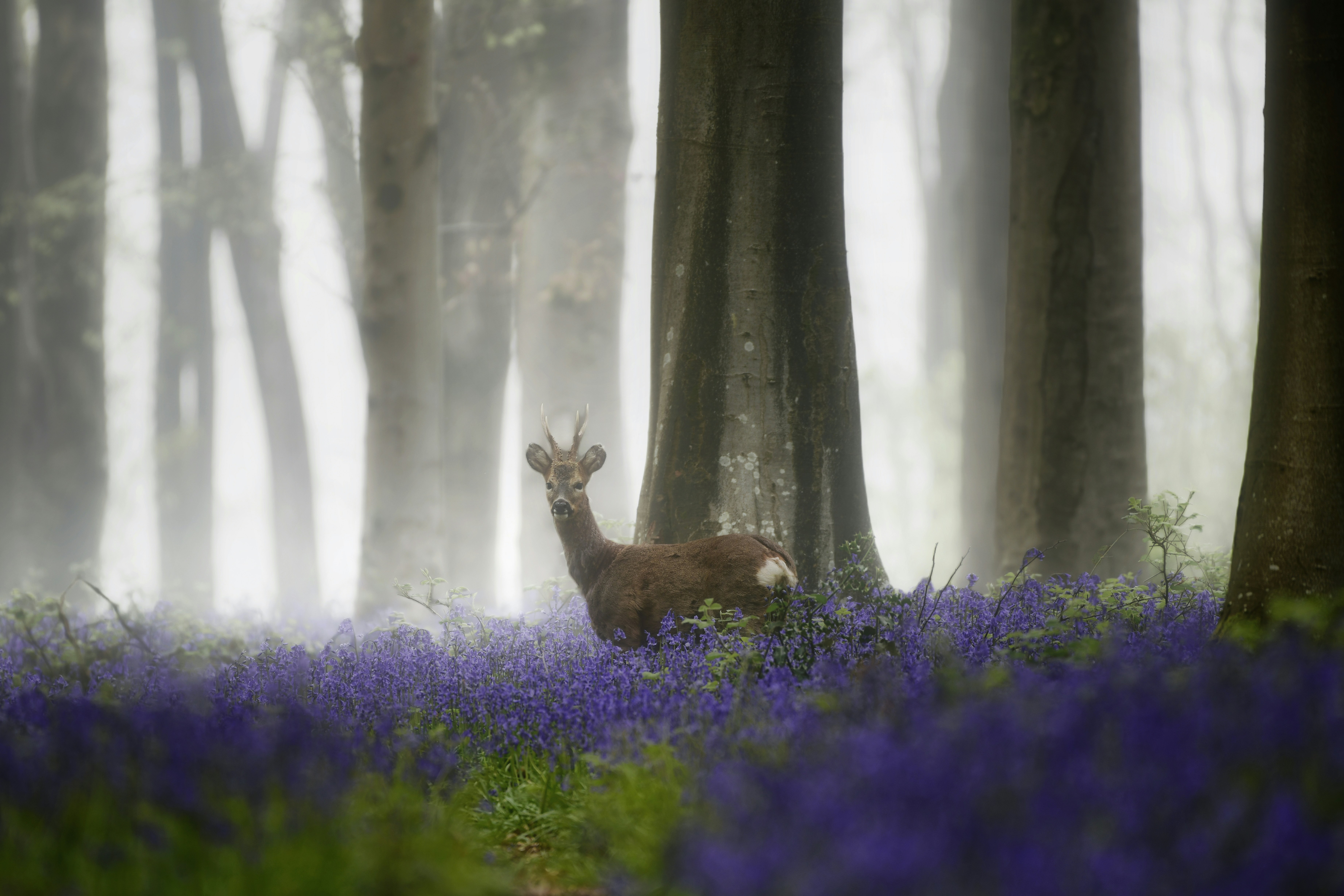 Mist Veil in the Bluebell Field: A Deer Amid Tall Trunks