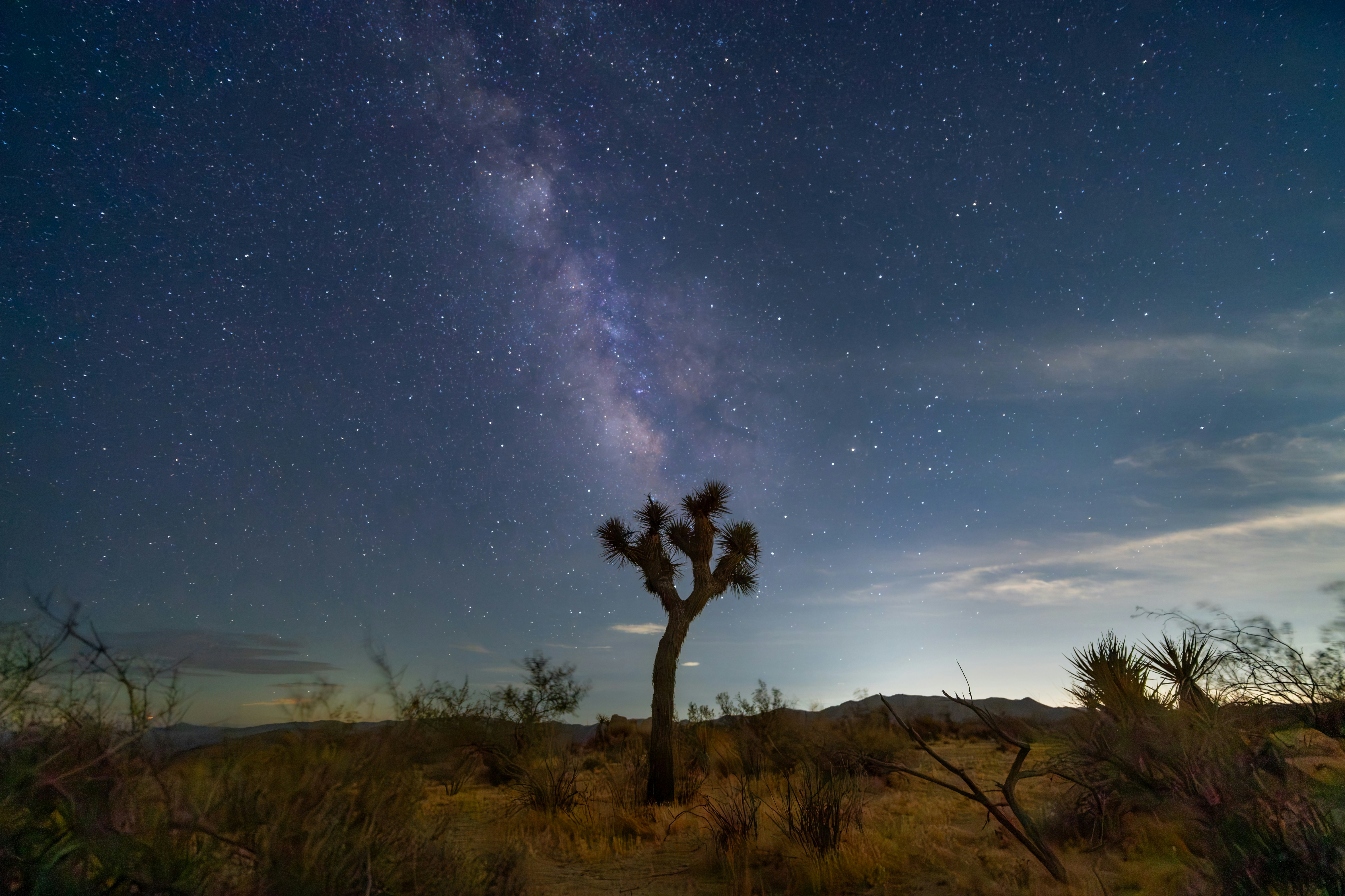 Milky Way Over a Desert Joshua Tree