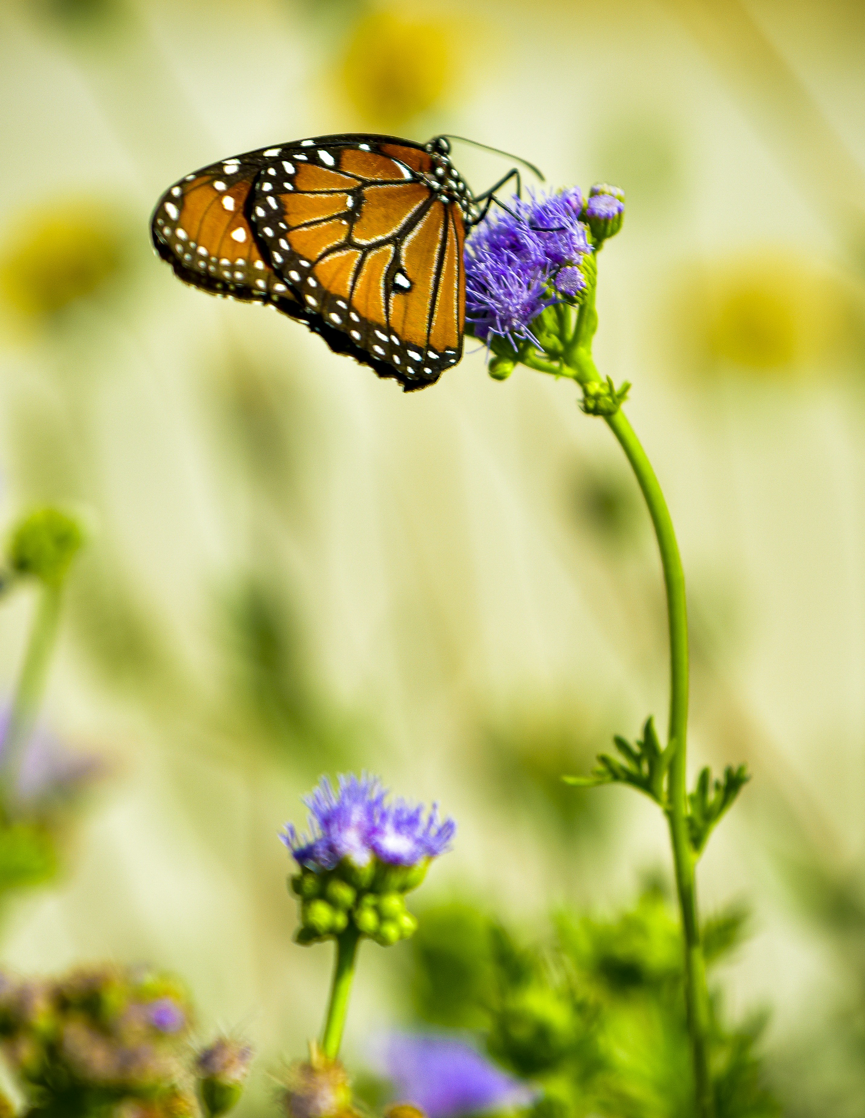 Monarch in Bloom: a butterfly perched on a purple bloom against a sunlit field