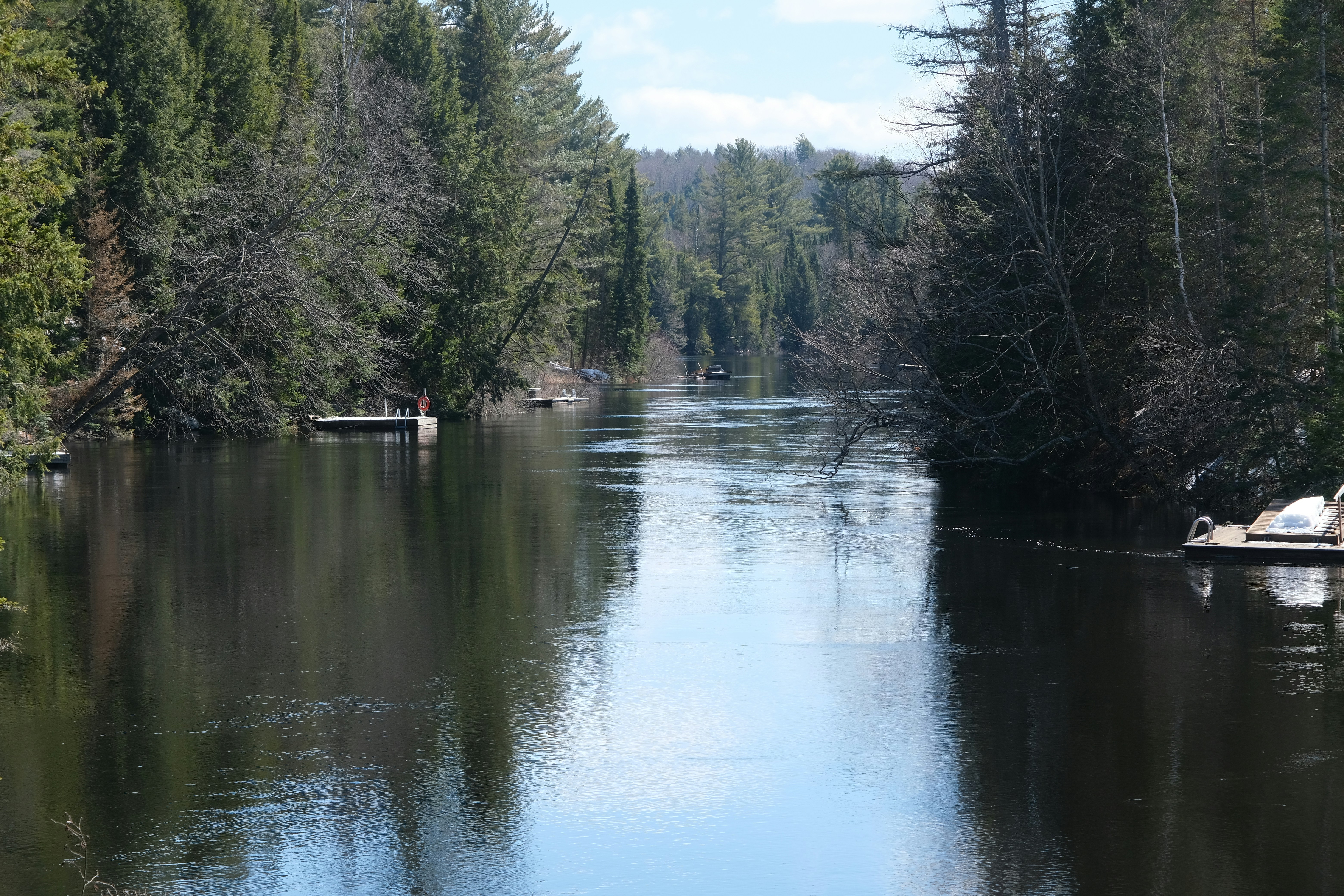 River Corridor Through the Pines