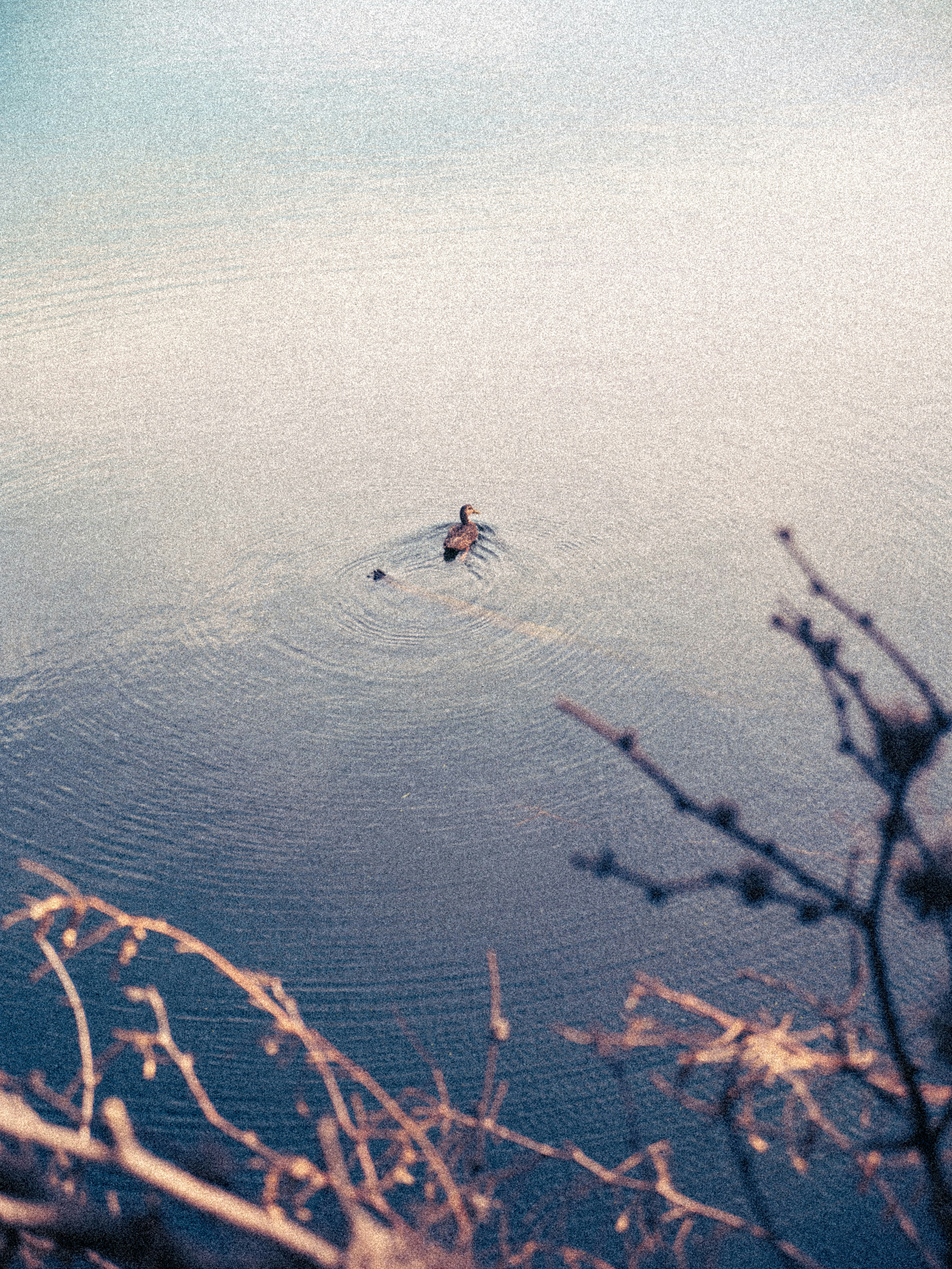 A lone swimmer centers the frame in a calm lake, ripples spreading outward with branches in the foreground; a simple, tranquil scene captured from above. This is a natural photograph with no logo or illustration involved.