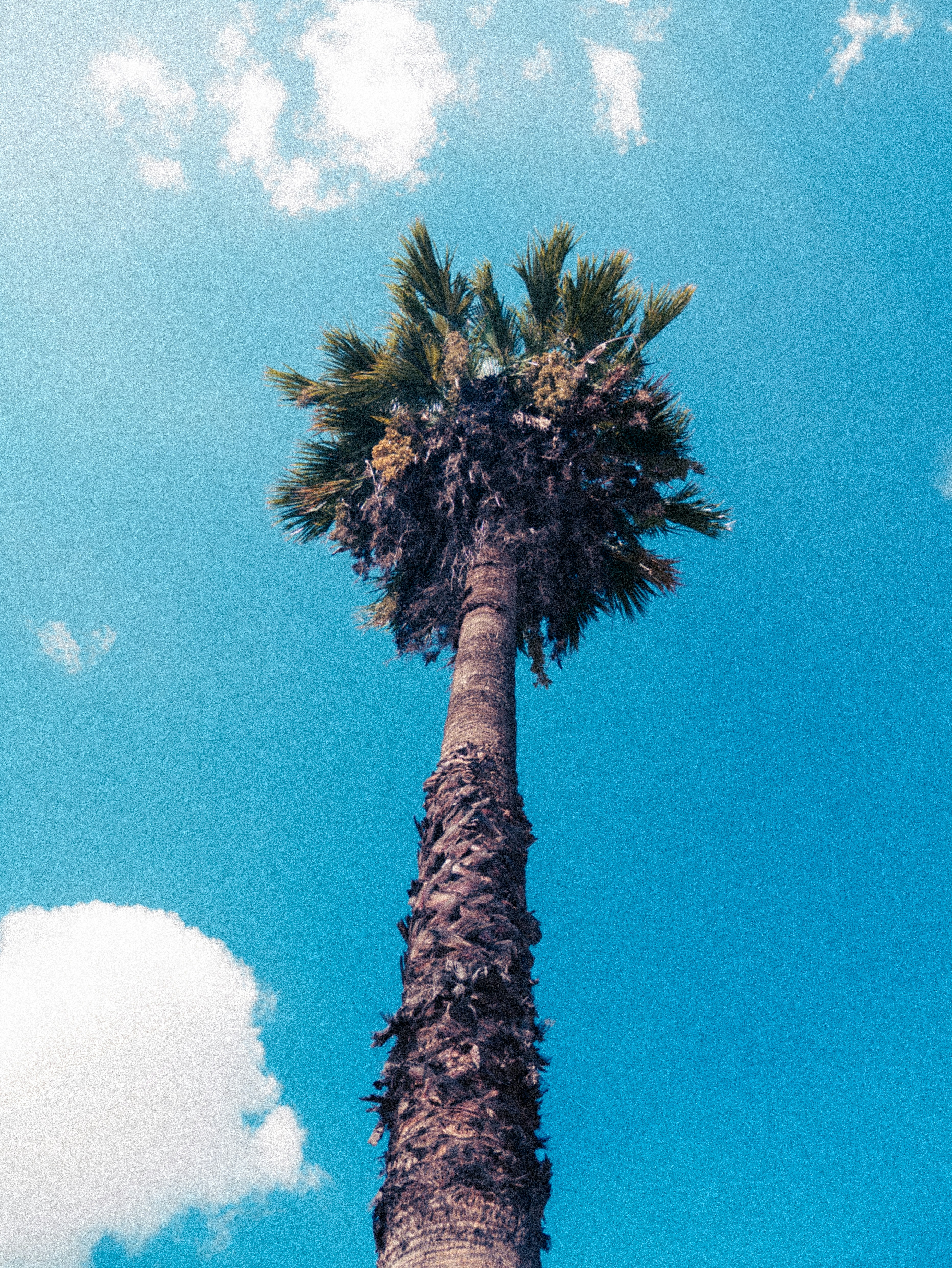 Vertical Palm: Skyward Anchor Against a Bright Blue