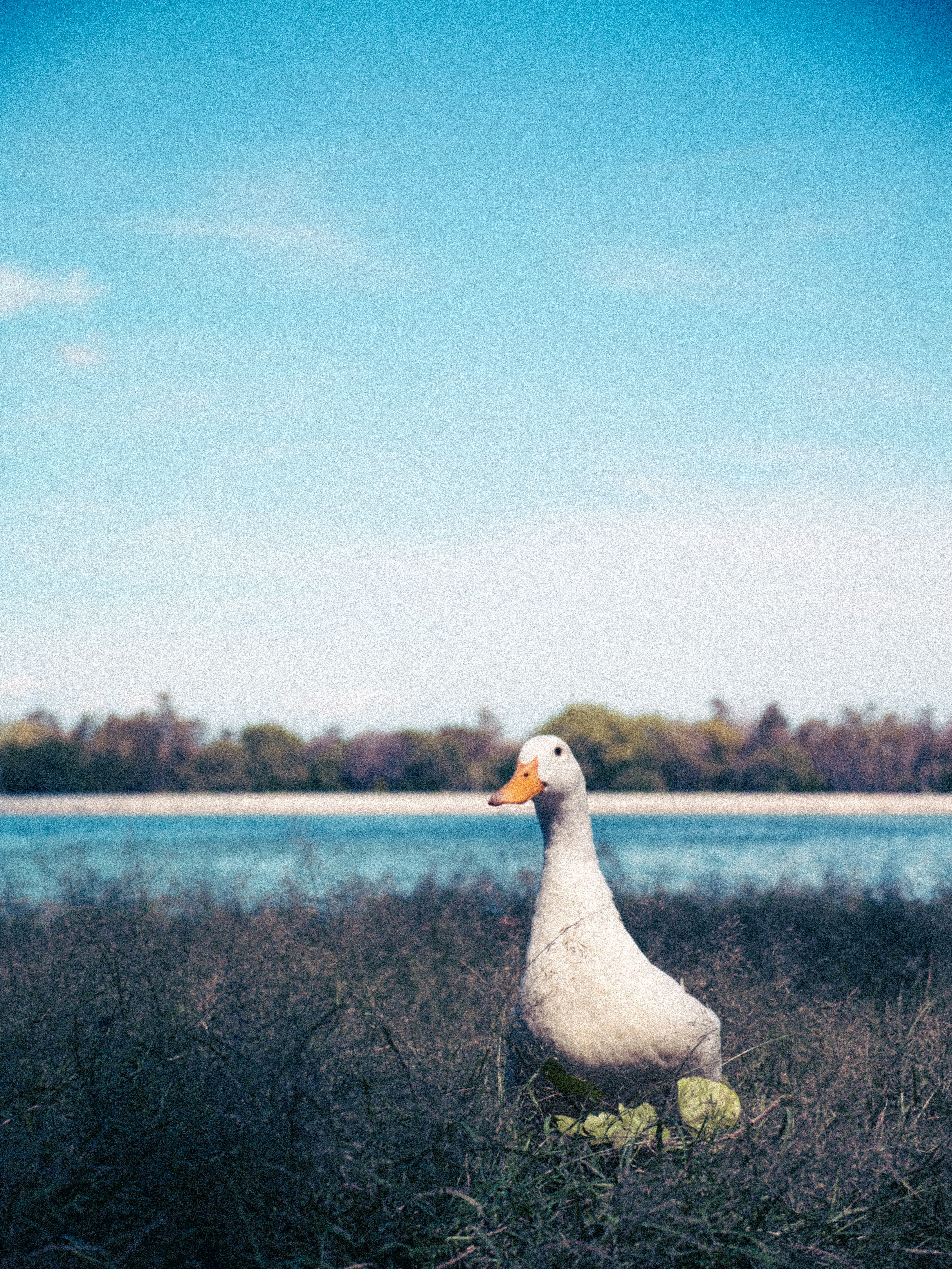 White goose standing in tall grasses near a calm blue body of water with a distant treeline under a vivid sky.