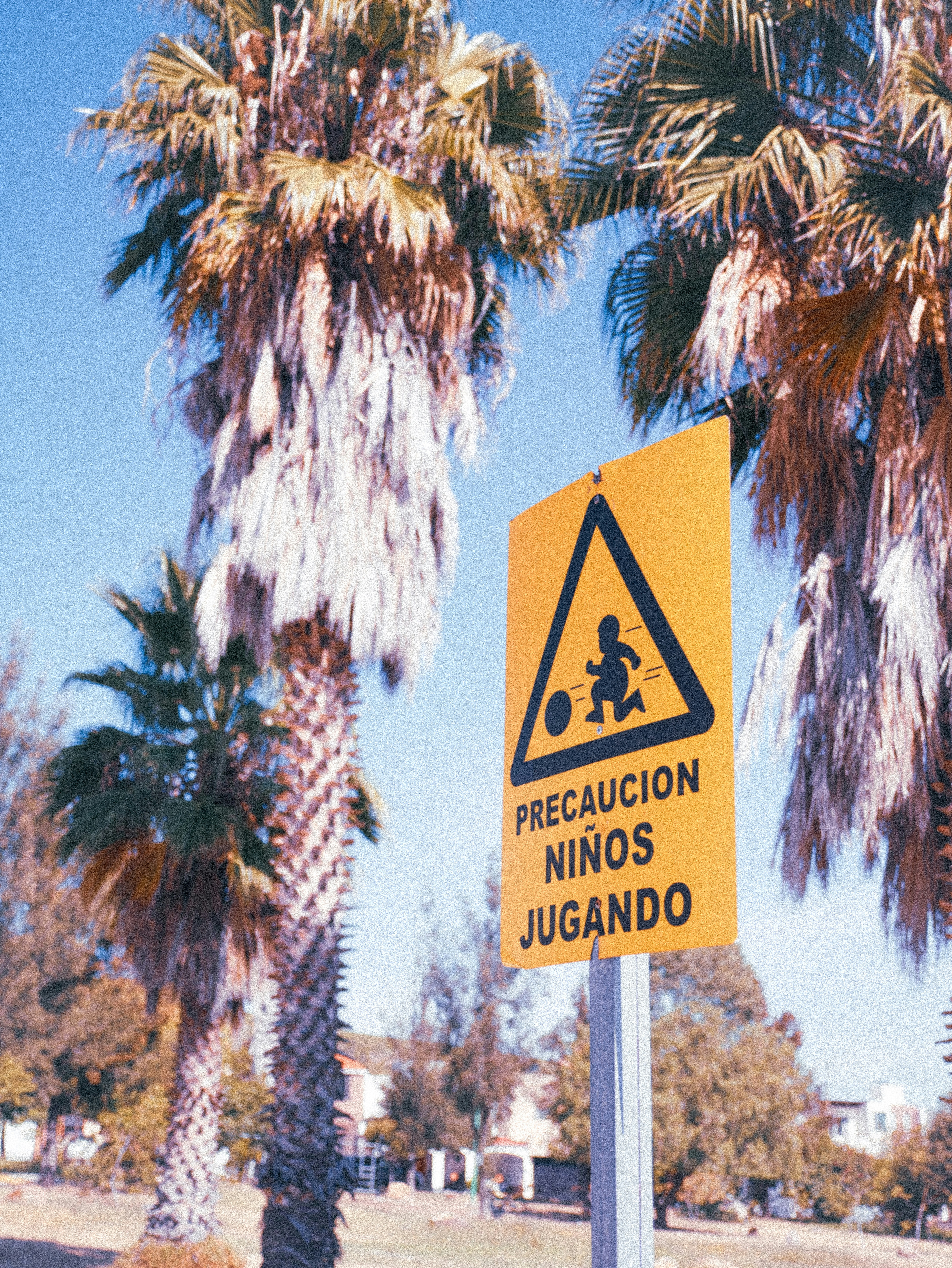 Warning Sign in a Sunlit Palm Alley