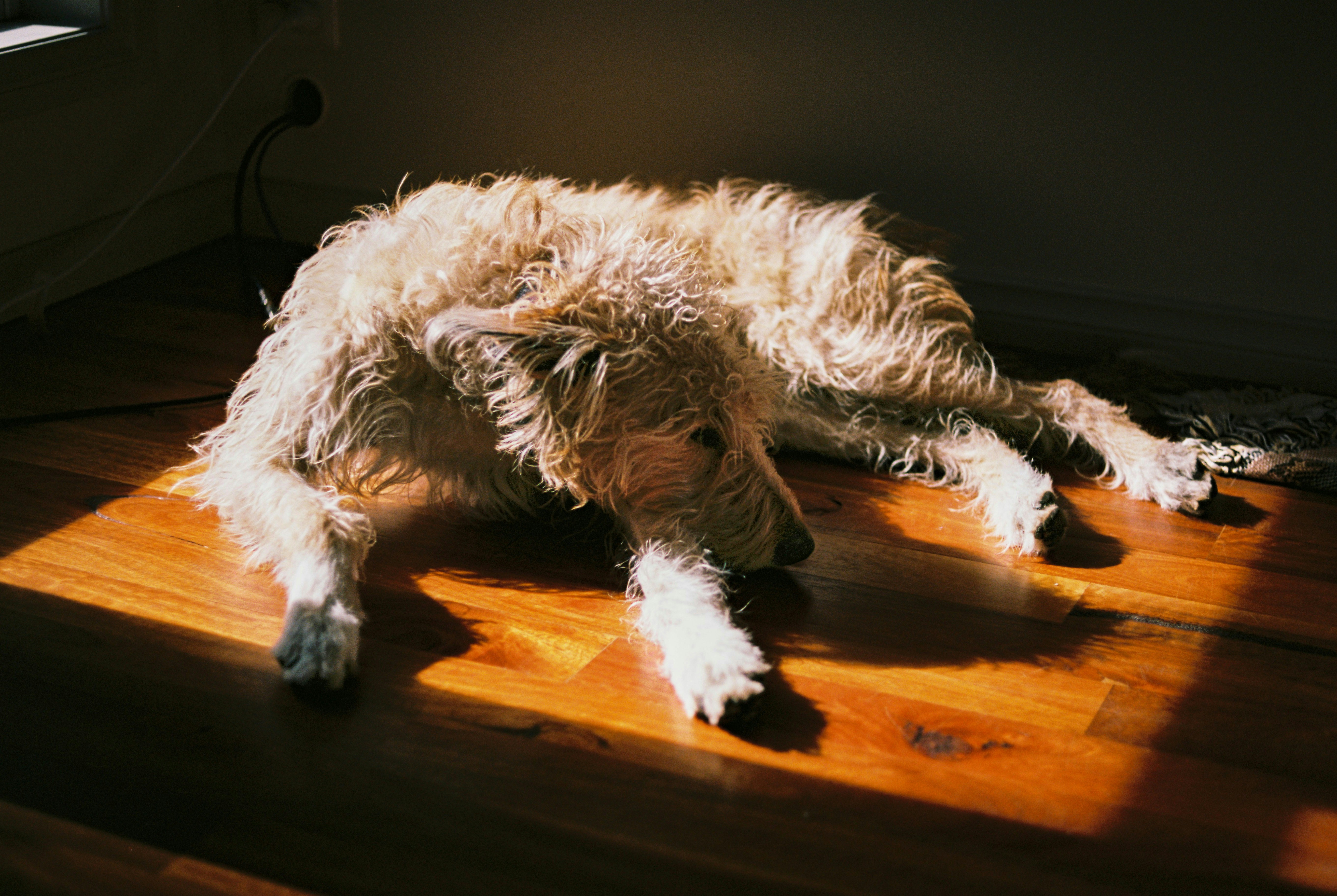 Sunlit Rest: A Scruffy Dog Repose in Warm Hardwood Beams