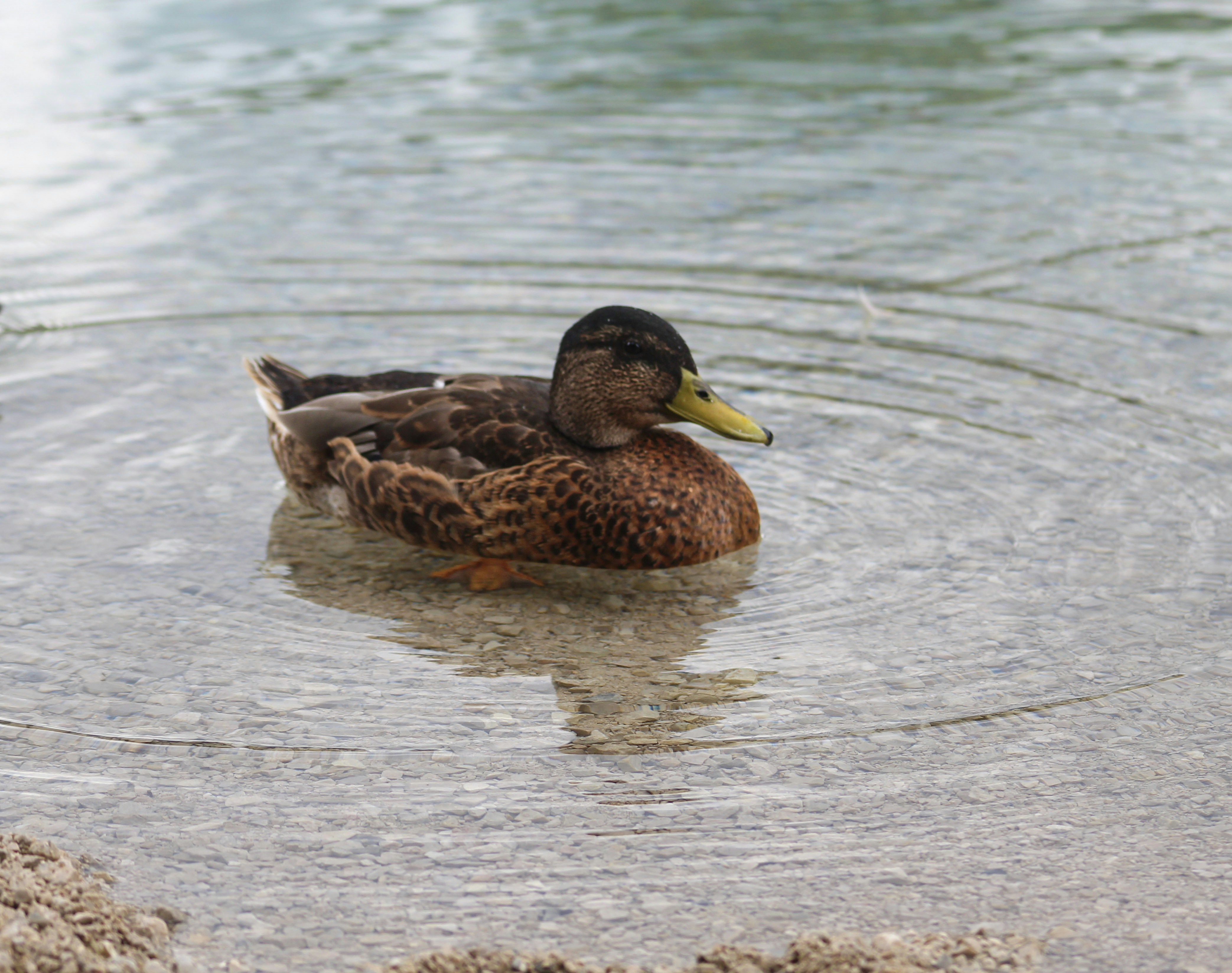 Duck in Quiet Lake: A Moment of Rippling Tranquility