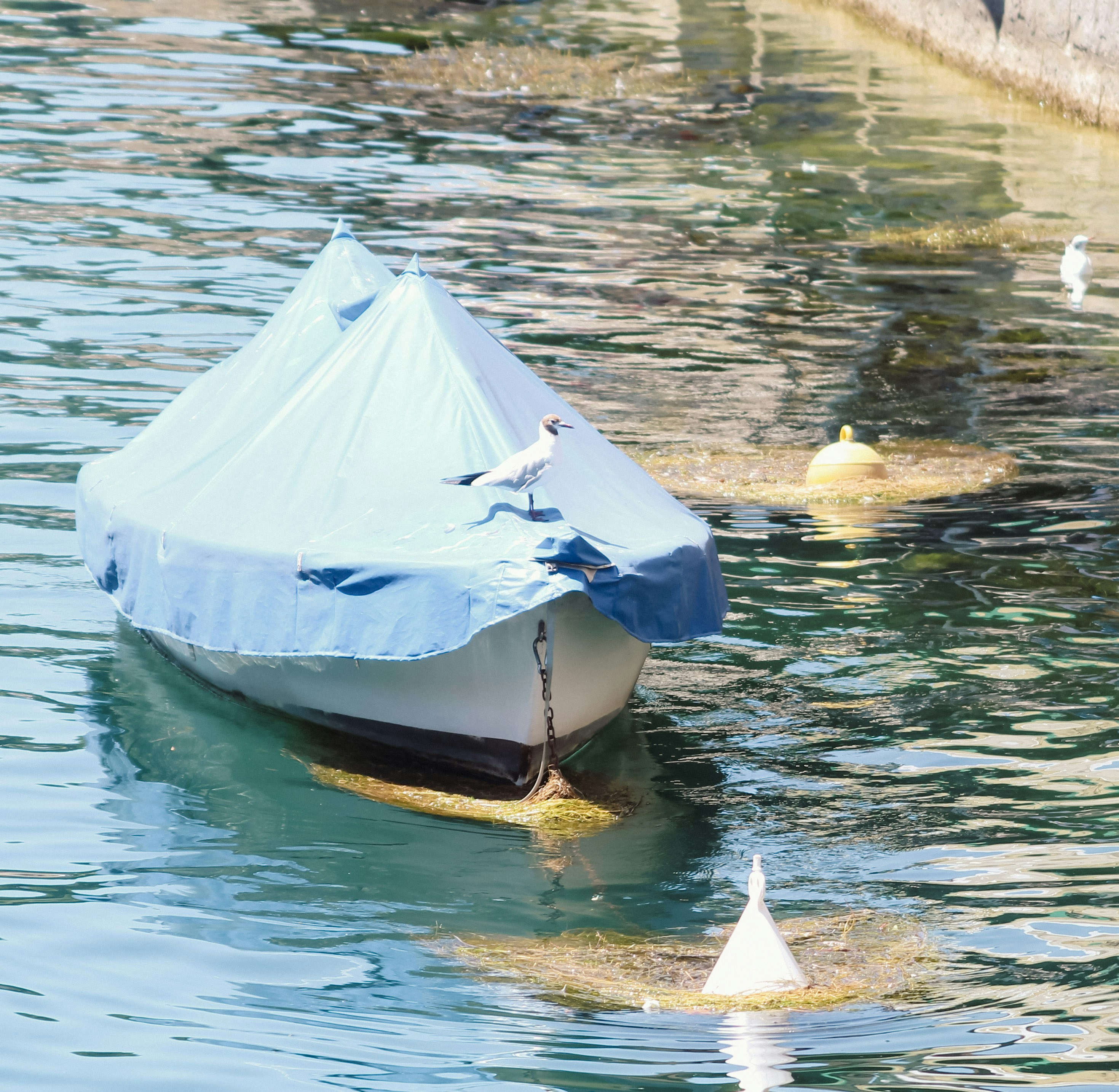 Blue-topped boat anchored in calm harbor with floating buoys