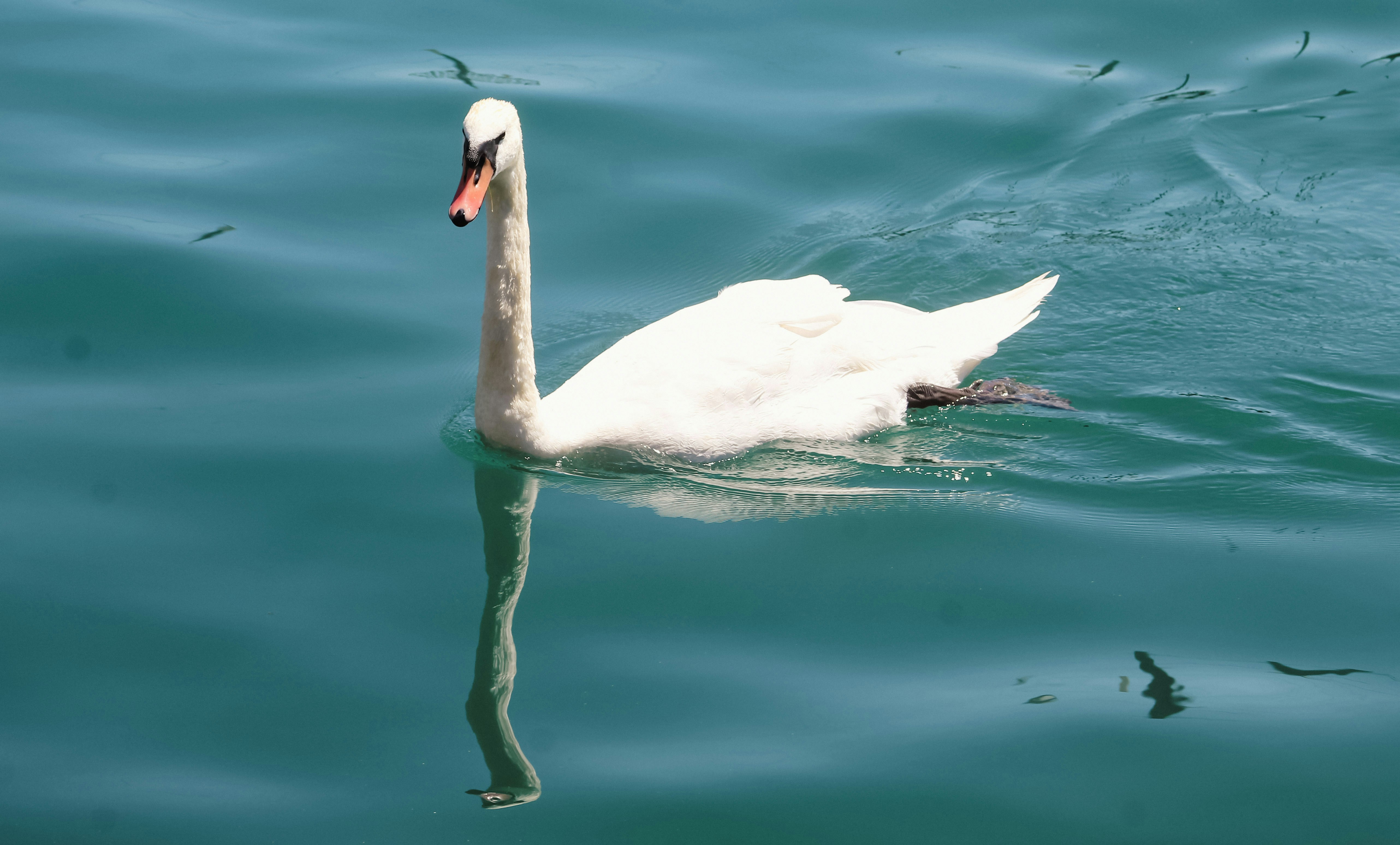 Graceful Swan Gliding Across Teal Waters