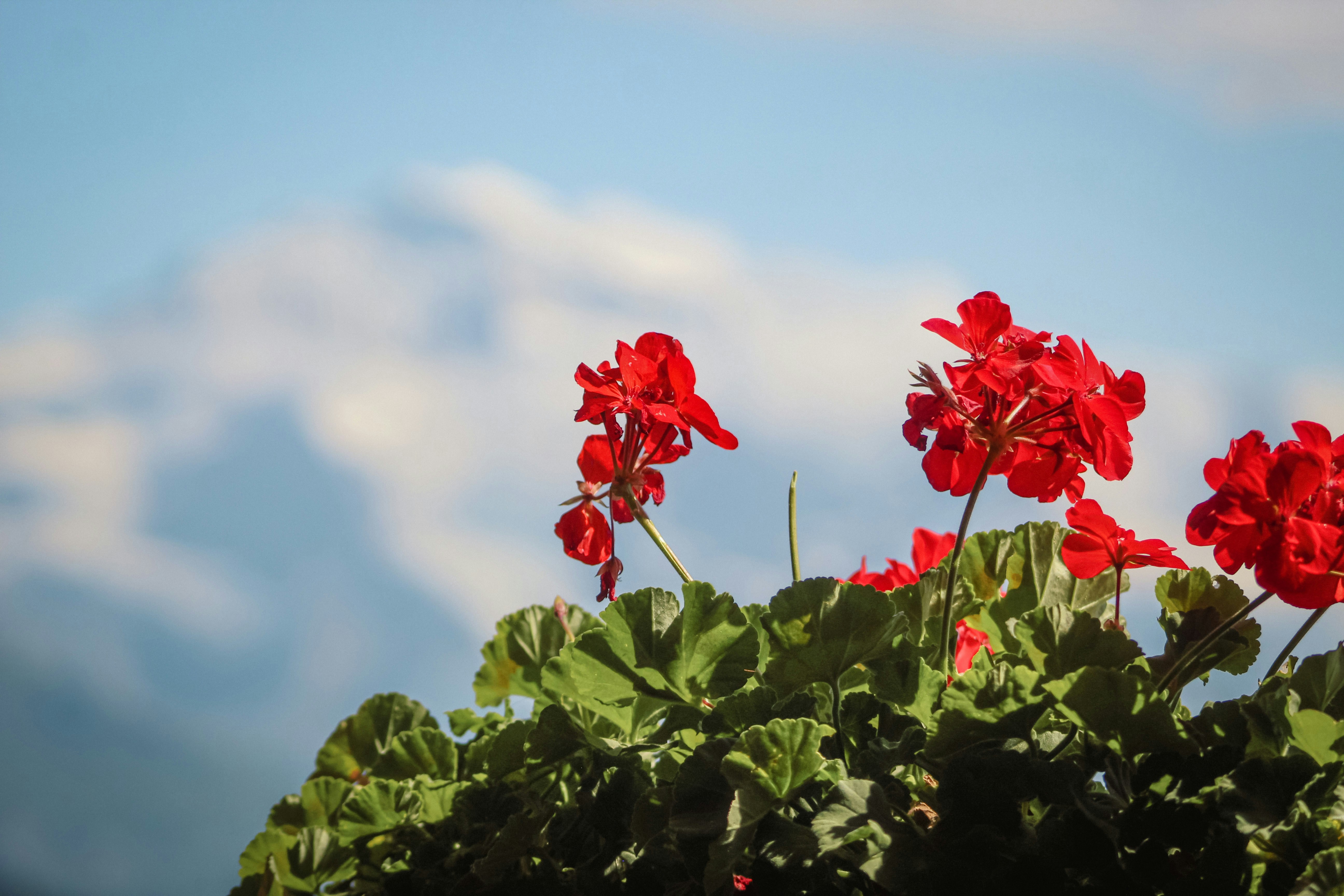 Red Geraniums Against a Sky-Blue Canvas