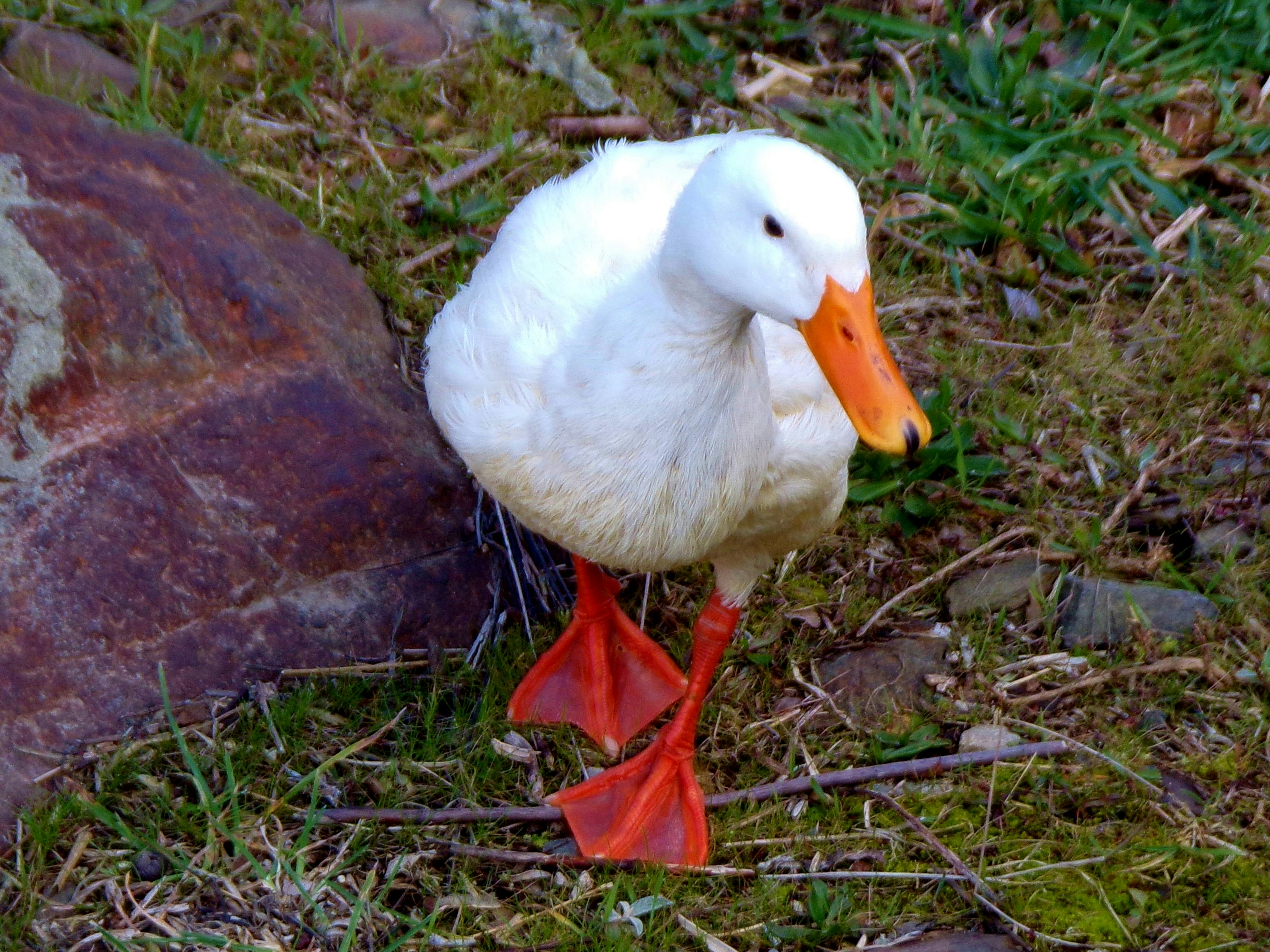 White-Feathered Explorer with Bright Orange Feet