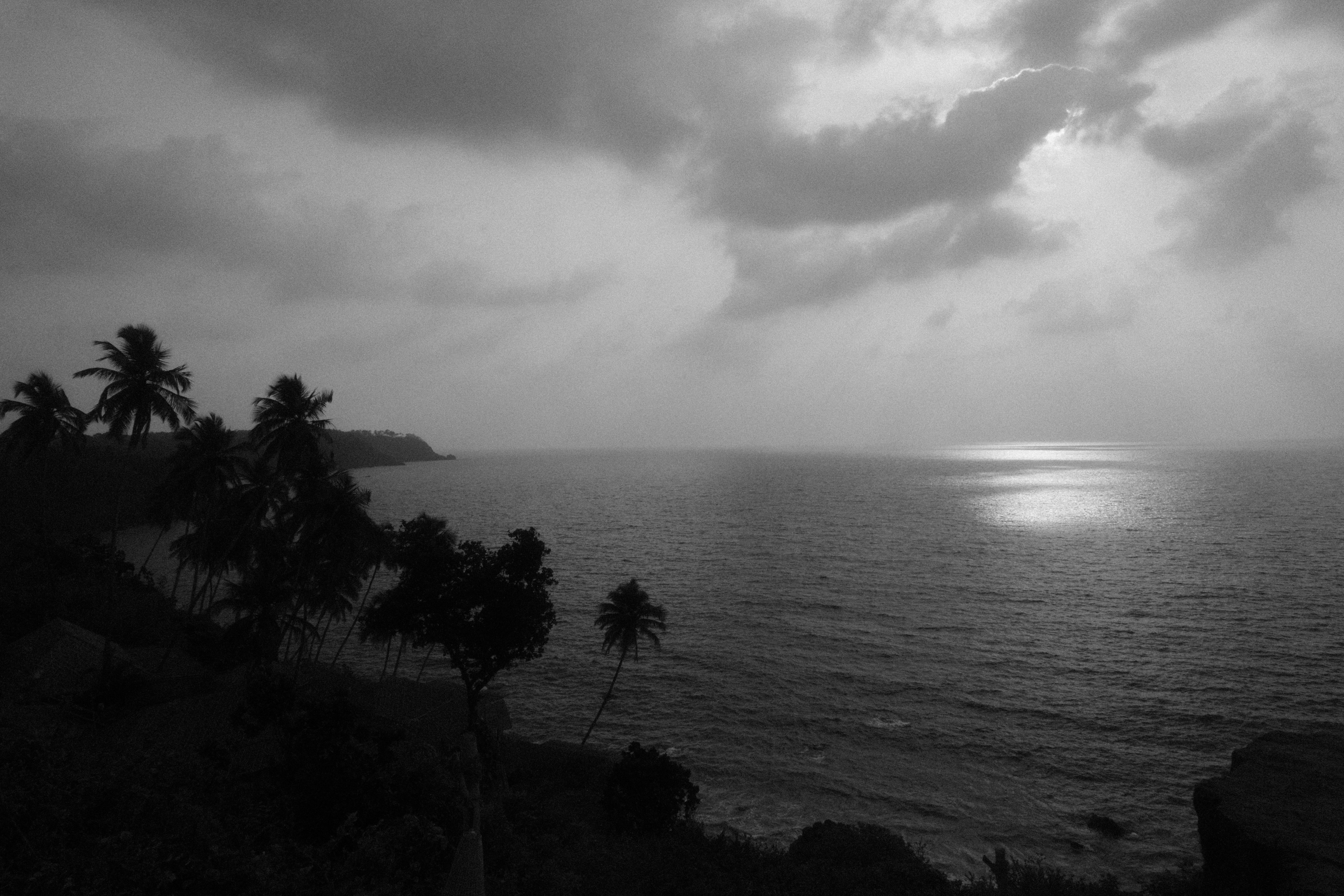 Coastal Silhouette at Dusk: Palm Veils Over Quiet Tide