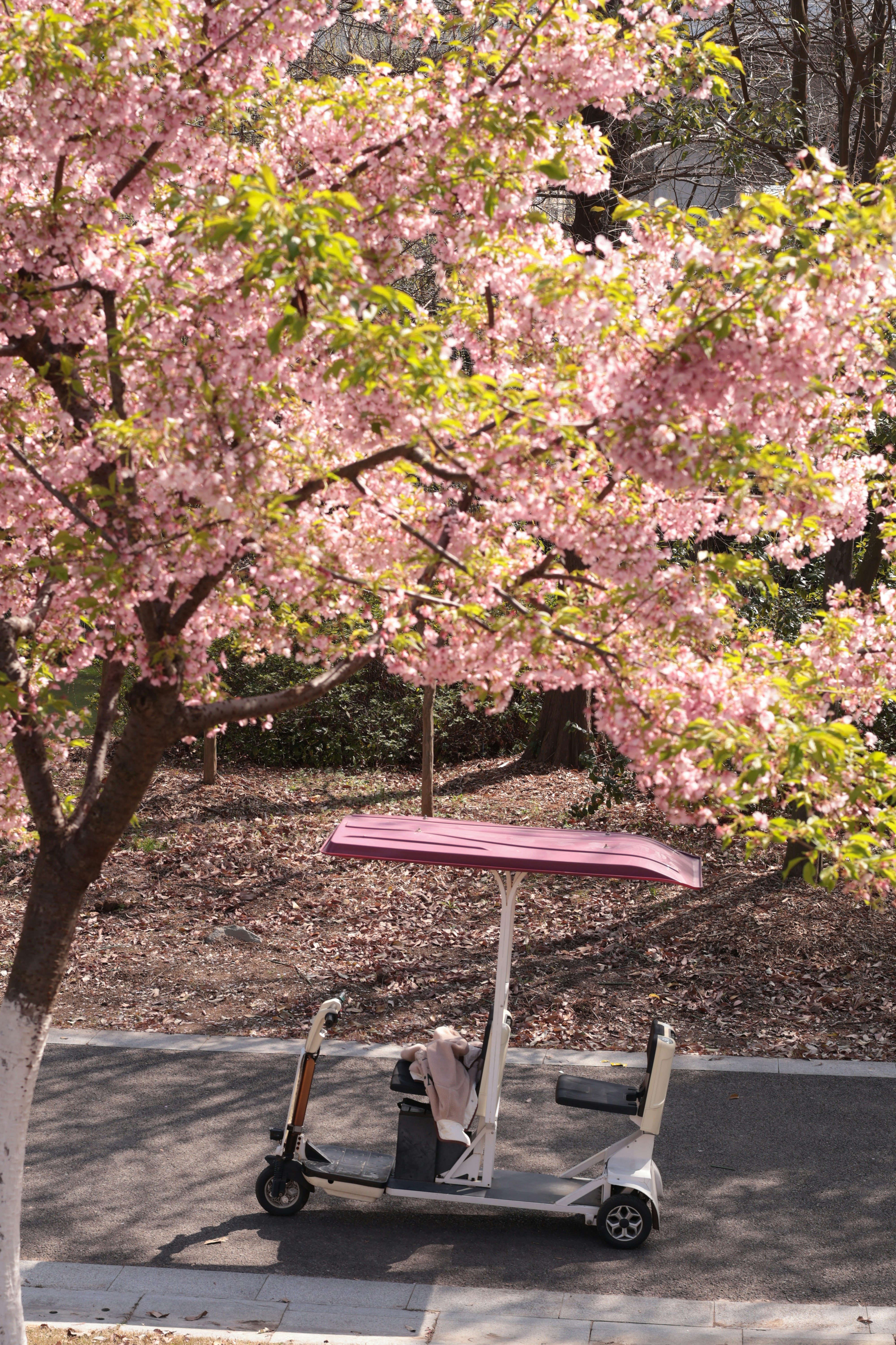 Pink Parasol Under a Blossoming Canopy