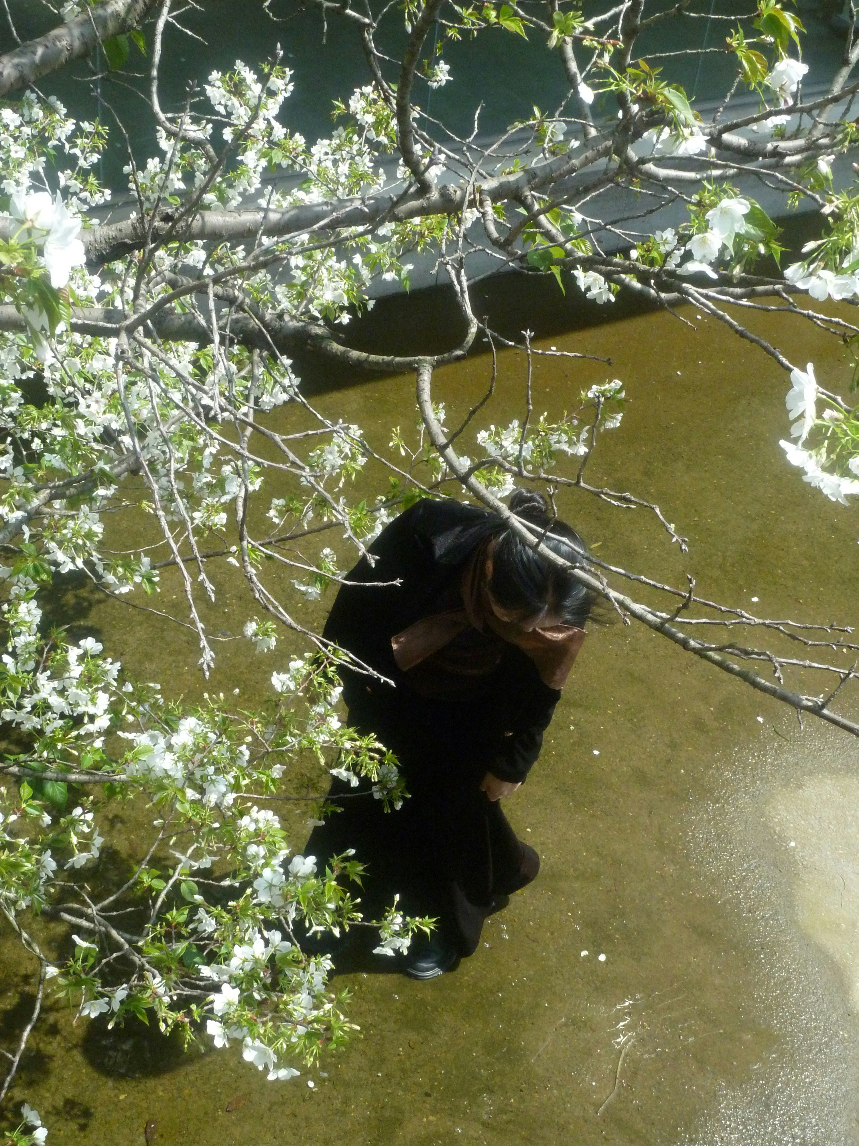 Beneath the Blossoms: A Quiet Portrait in Spring Light