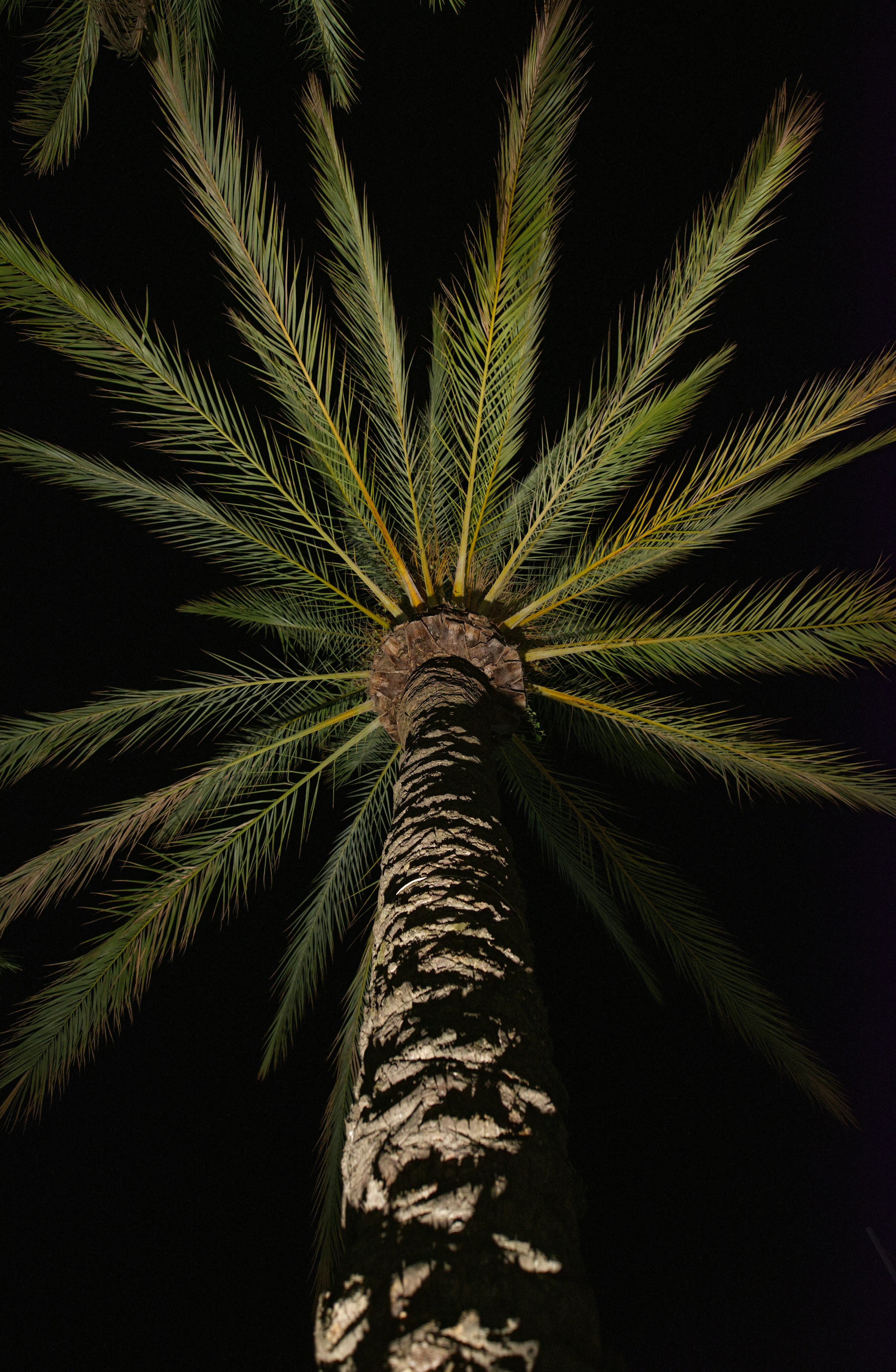 Night Palm: A Centripetal Journey Up the Trunk