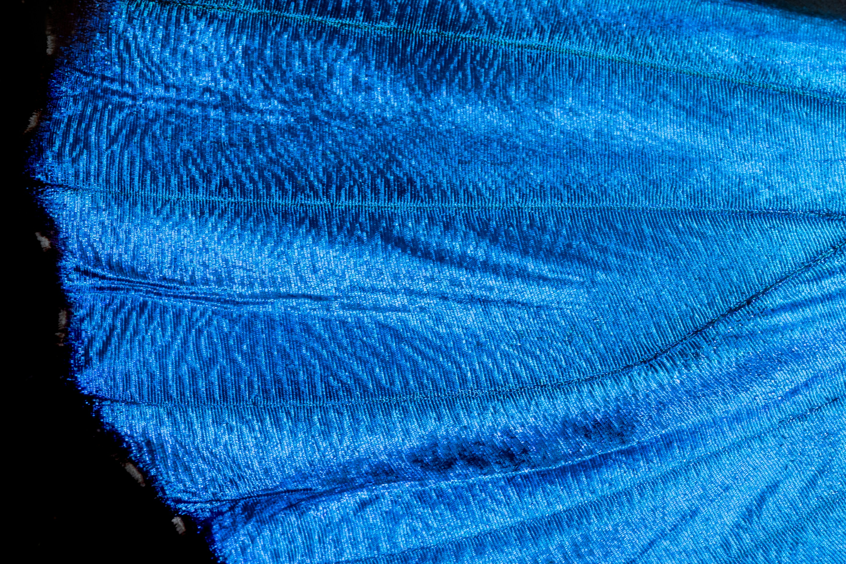 Azure Texture: Close-Up of a Feather's Veins in Shadowed Light