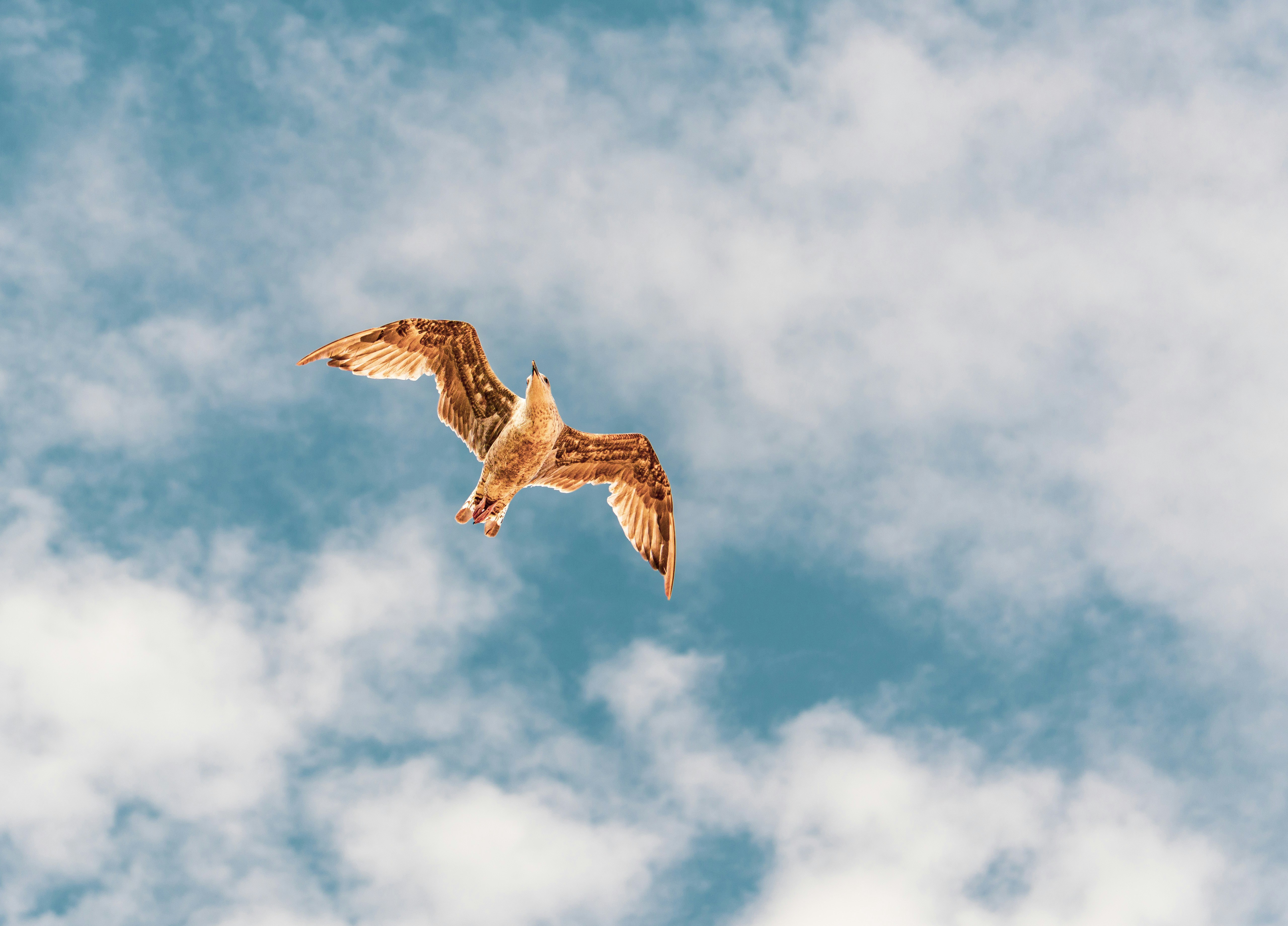 Soaring White: A Seabird Crossing a Quiet Blue