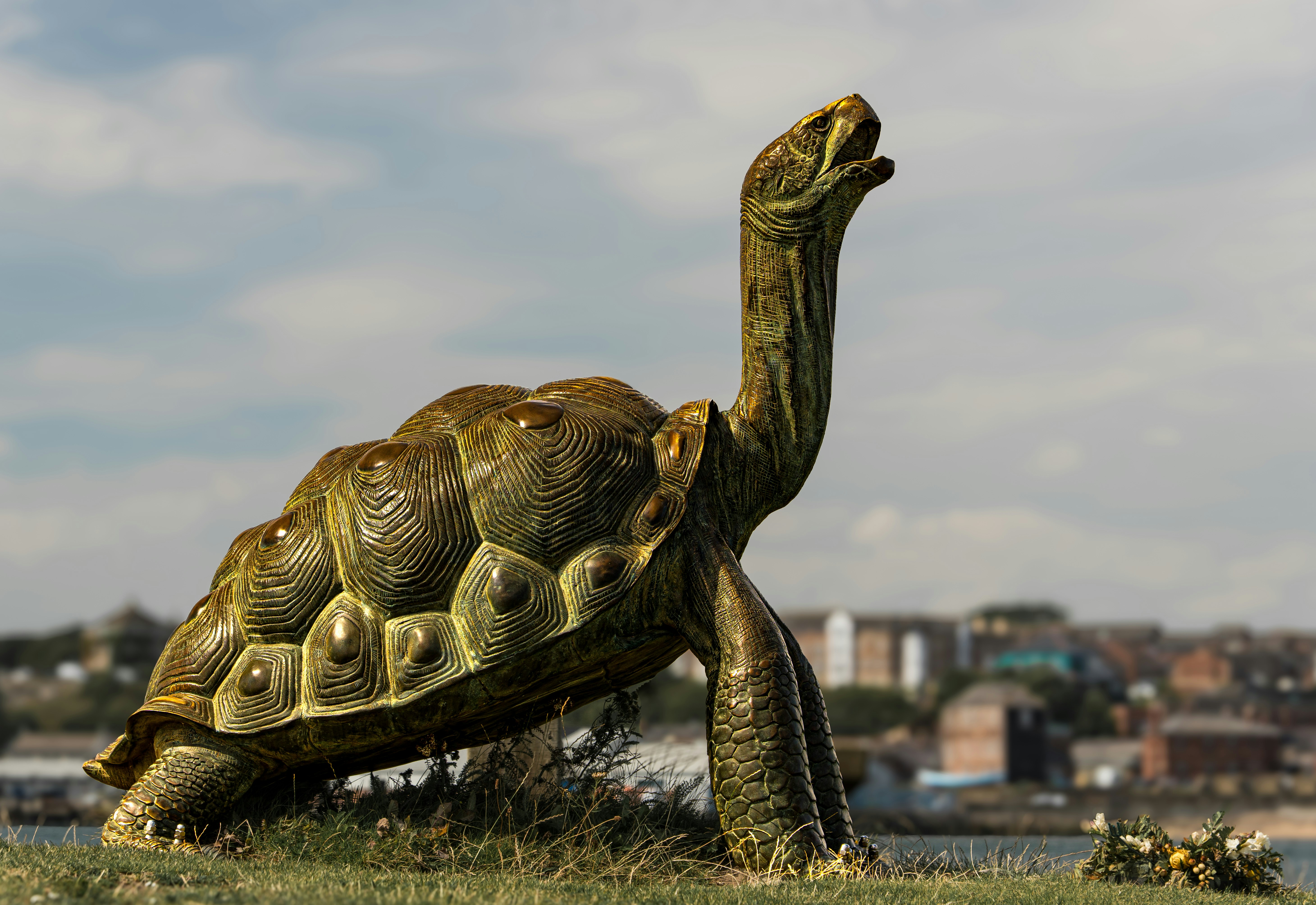 Solar-tinged Tour: A Sea-Trail Turtle Stills on Shoreline